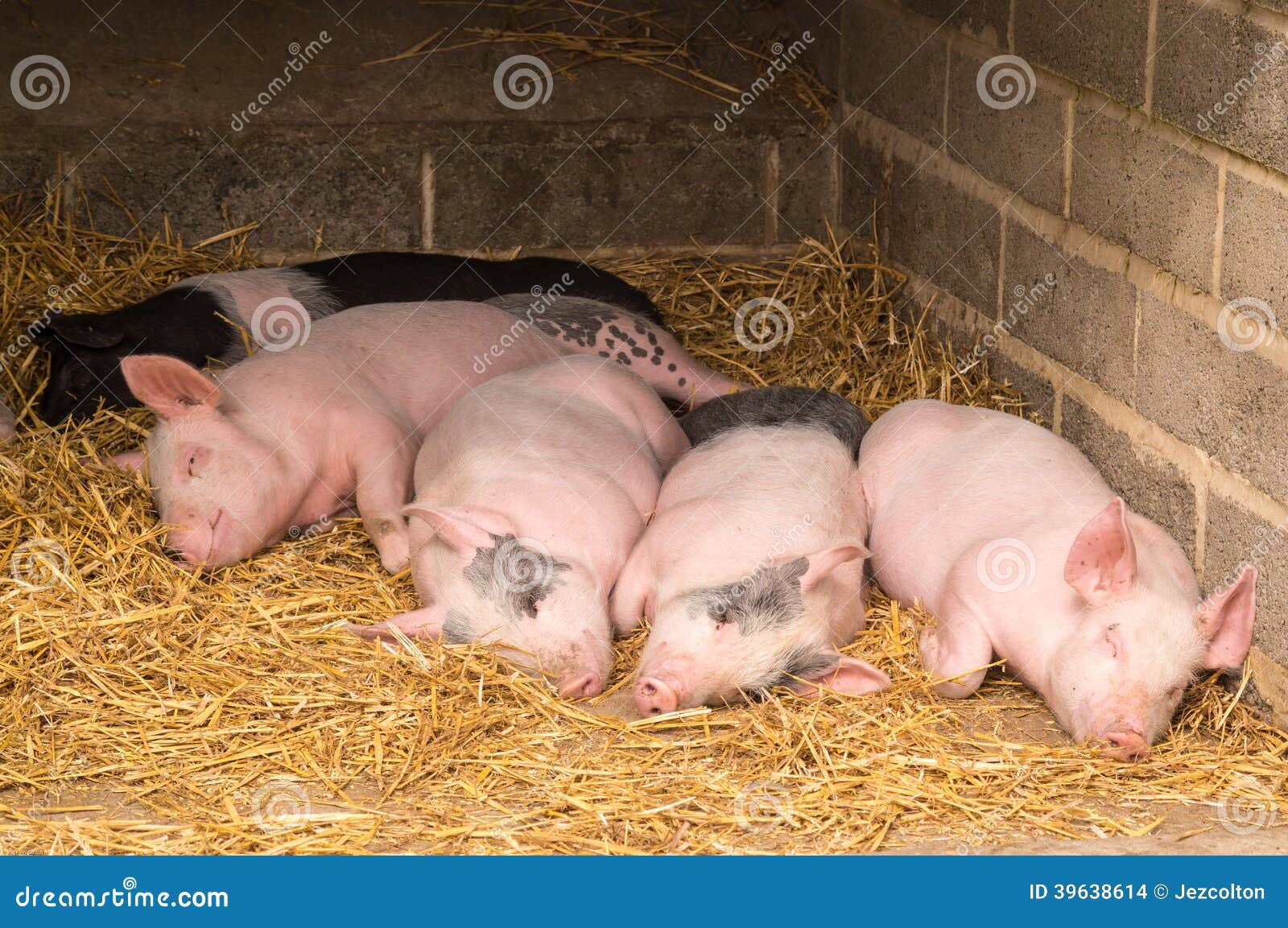 Sleeping Pigs stock photo. Image of farm, agriculture - 39638614