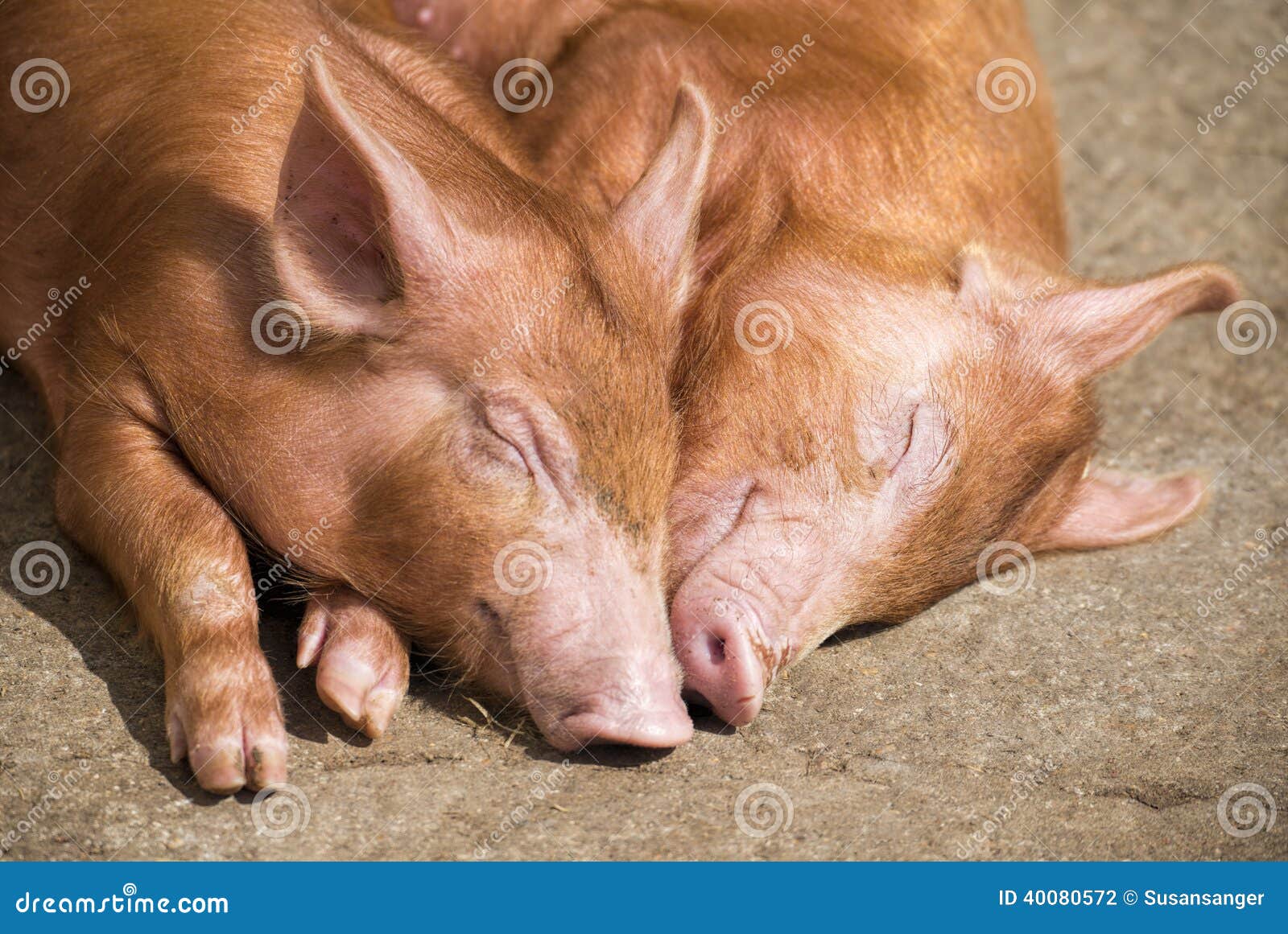 Sleeping pigs stock photo. Image of pigs, bacon, animals - 40080572