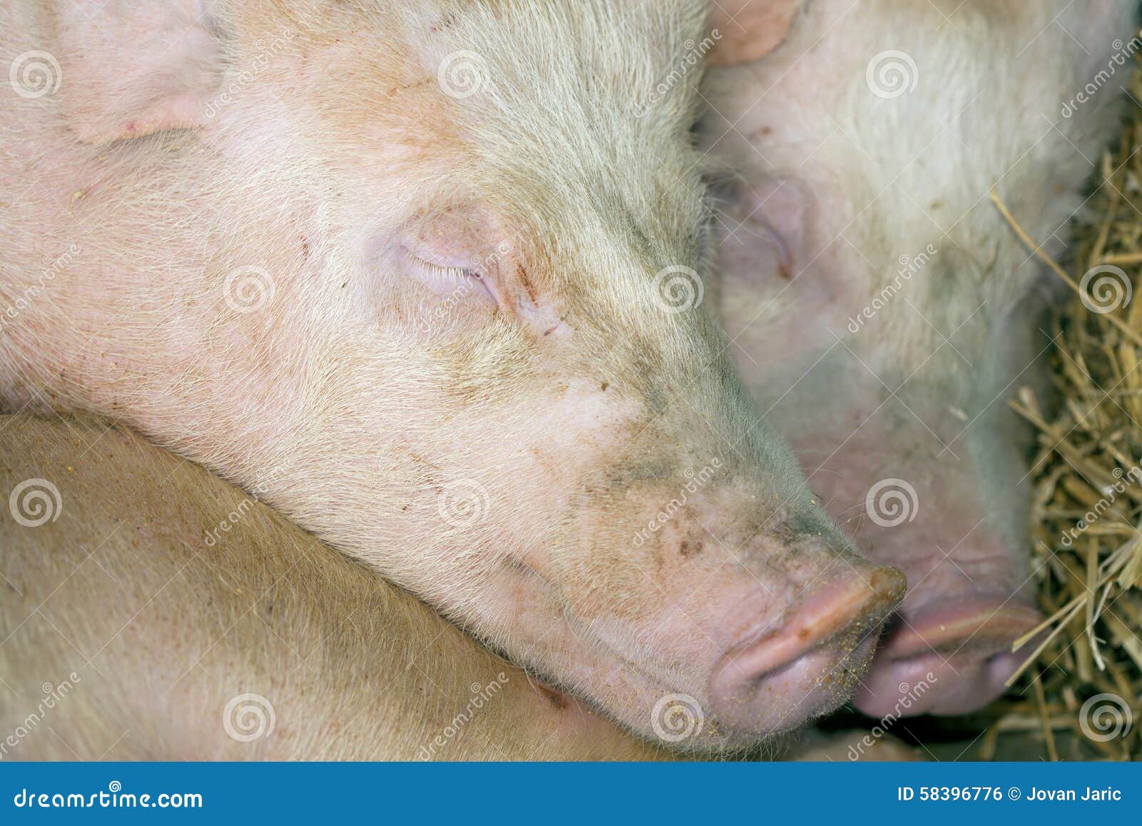 Sleeping pigs stock photo. Image of rural, animal, production - 58396776