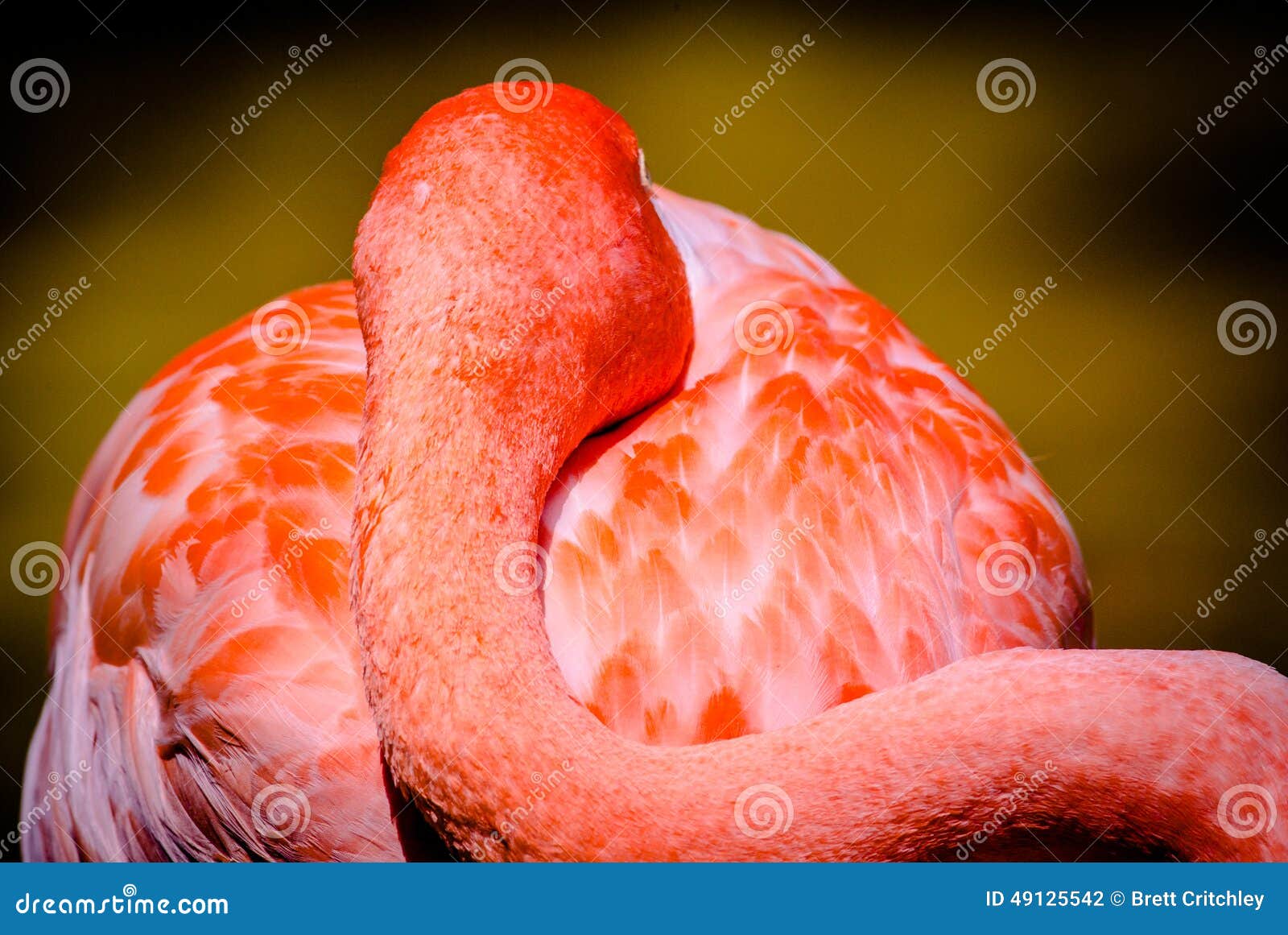 Sleeping pink flamingo stock photo. Image of bird, exotic - 49125542
