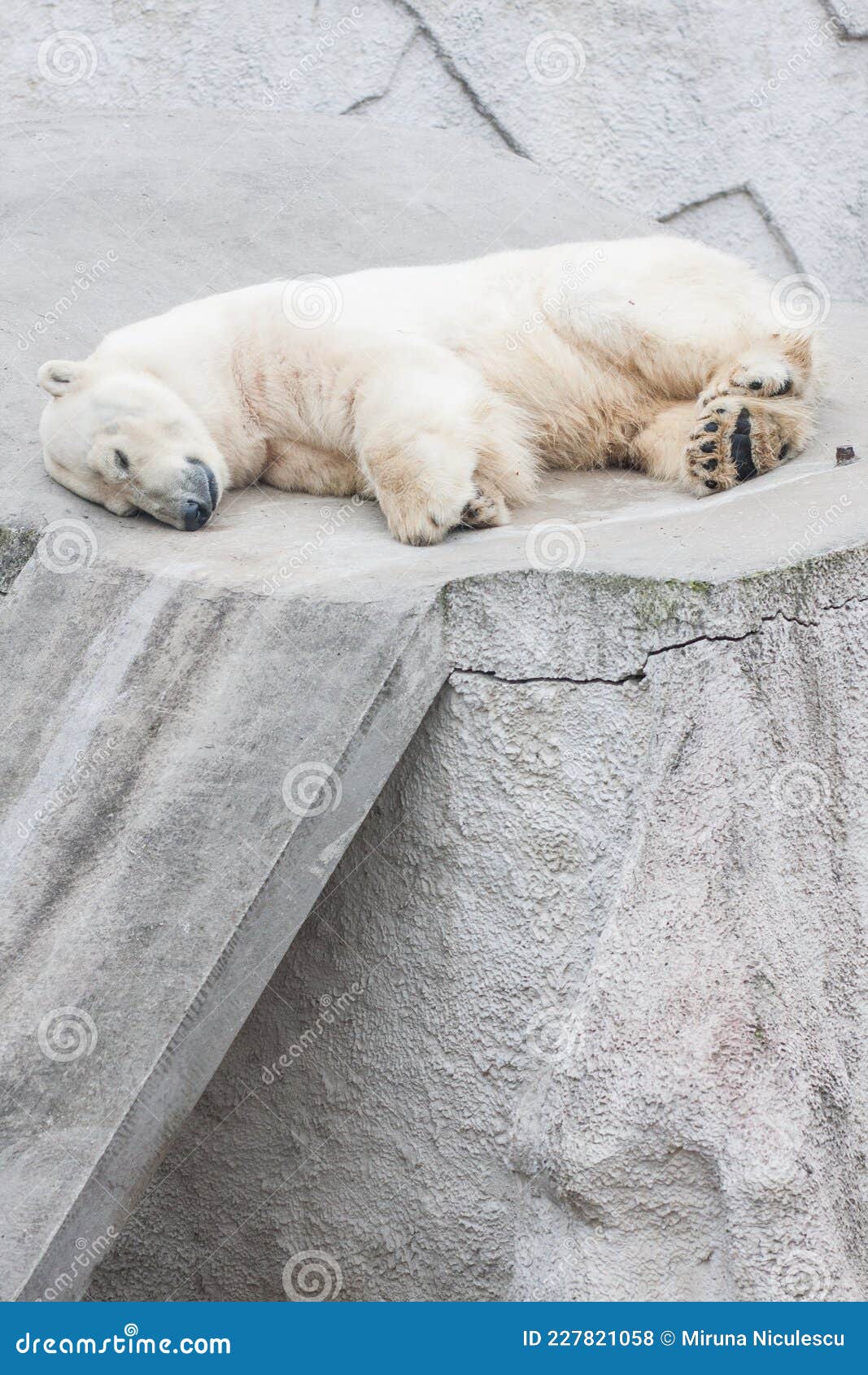 Sleeping Polar Bear at Riga Zoo, Latvia Stock Photo - Image of blues ...