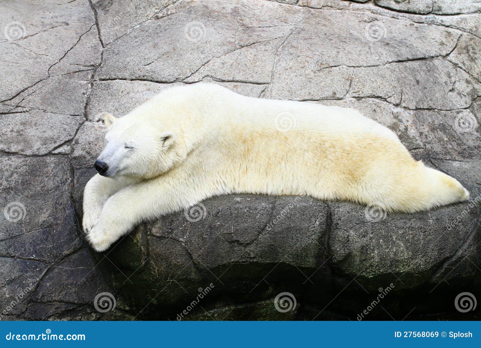 Sleeping polarbear stock image. Image of lazy, polar - 27568069