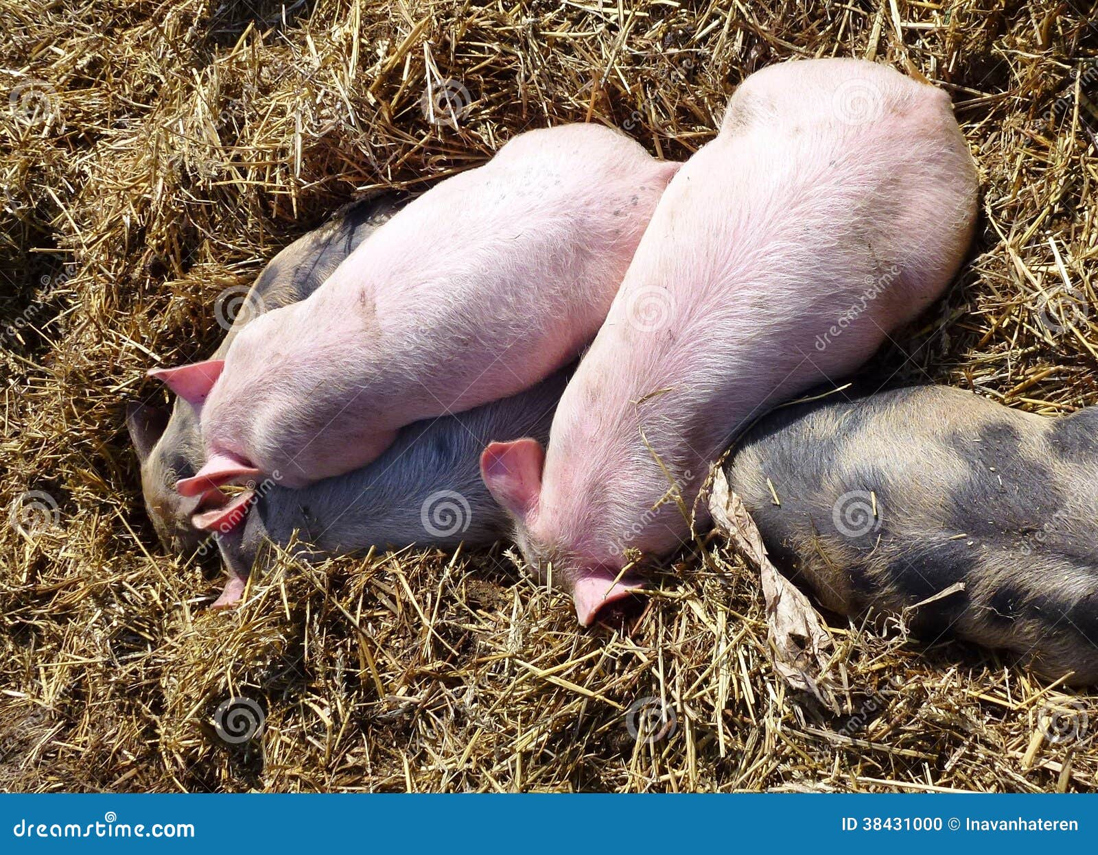 Pink Piglets Standing On The Chaff Are Raised In An Organic Pig Farm ...