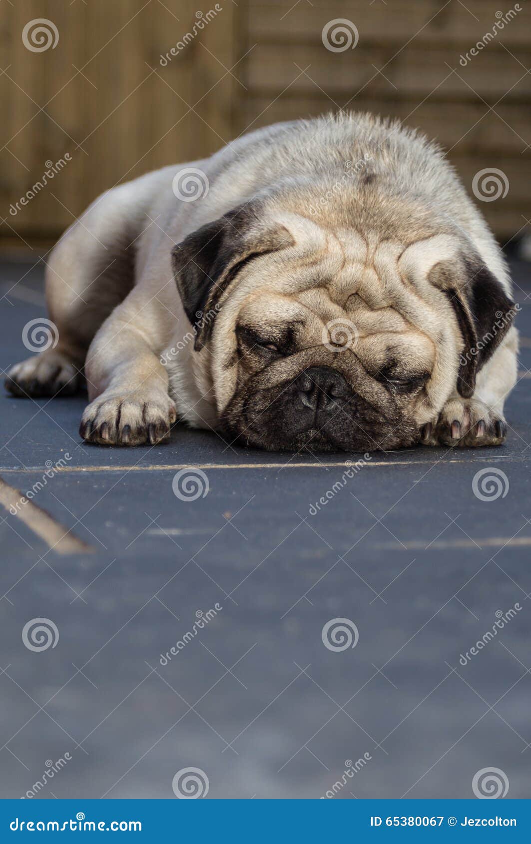 Sleeping Pug stock image. Image of wrinkled, sleepy, canine - 65380067