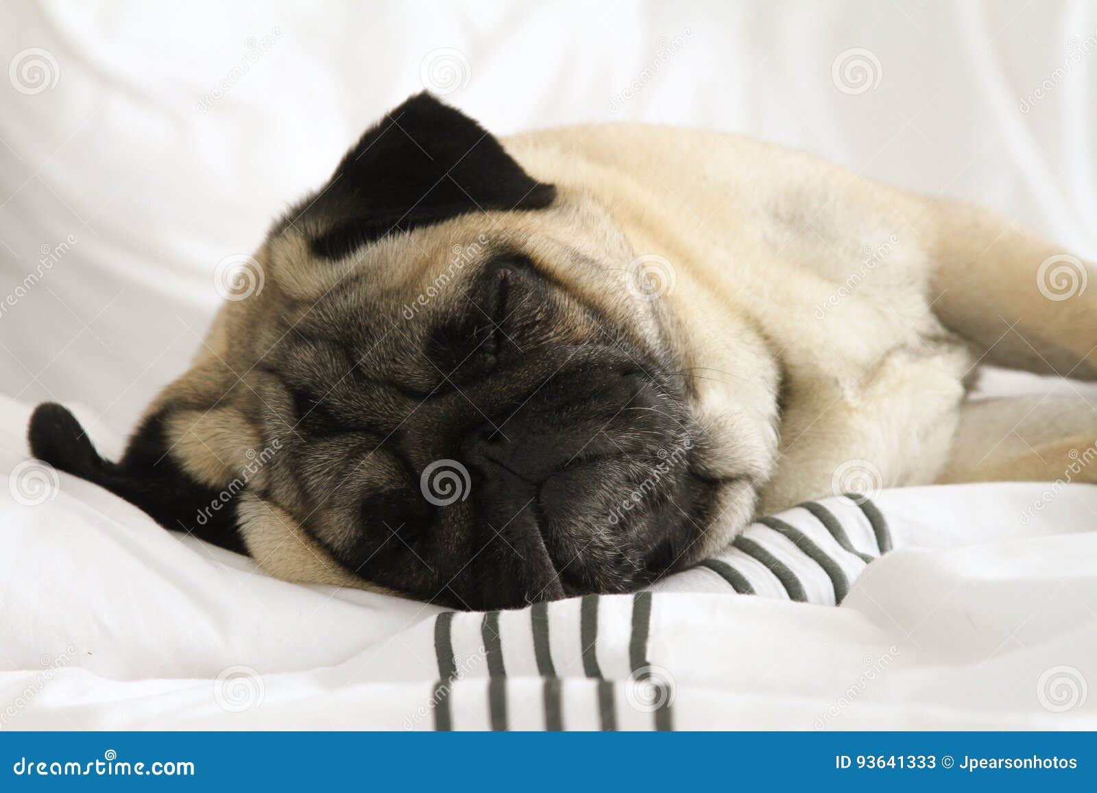 Sleeping Pug stock image. Image of ears, comforter, cute - 93641333