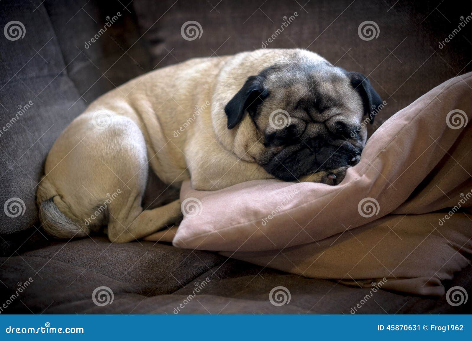 How Do Pugs Sleep