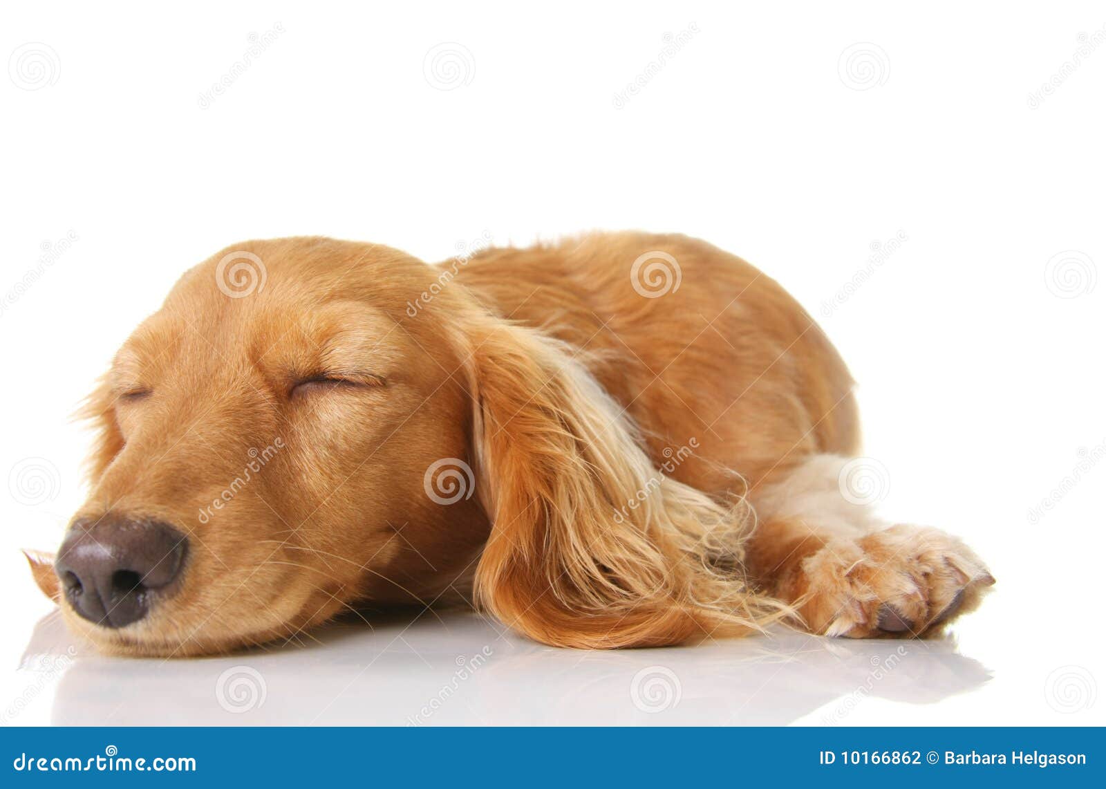Sleeping puppy stock photo. Image of tired, comfy, doggie - 10166862