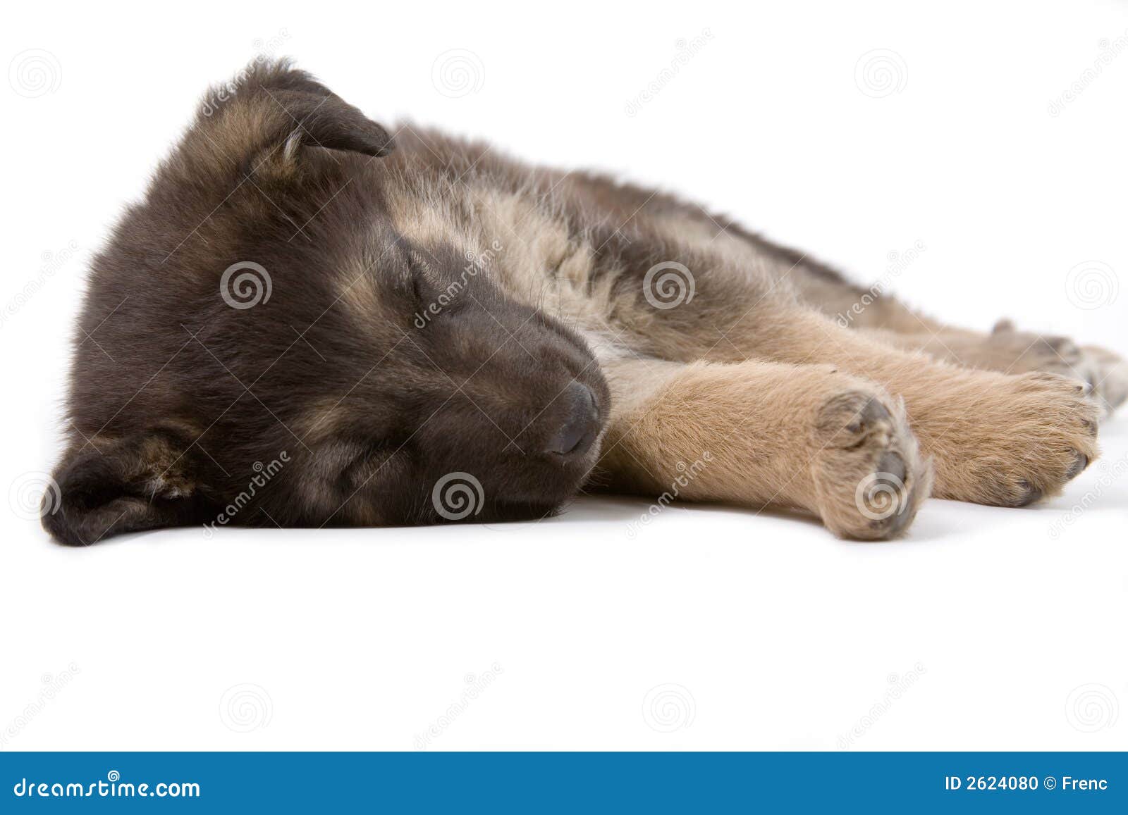 Sleeping Puppy Dog, Isolated Stock Photo - Image of life, animal: 2624080