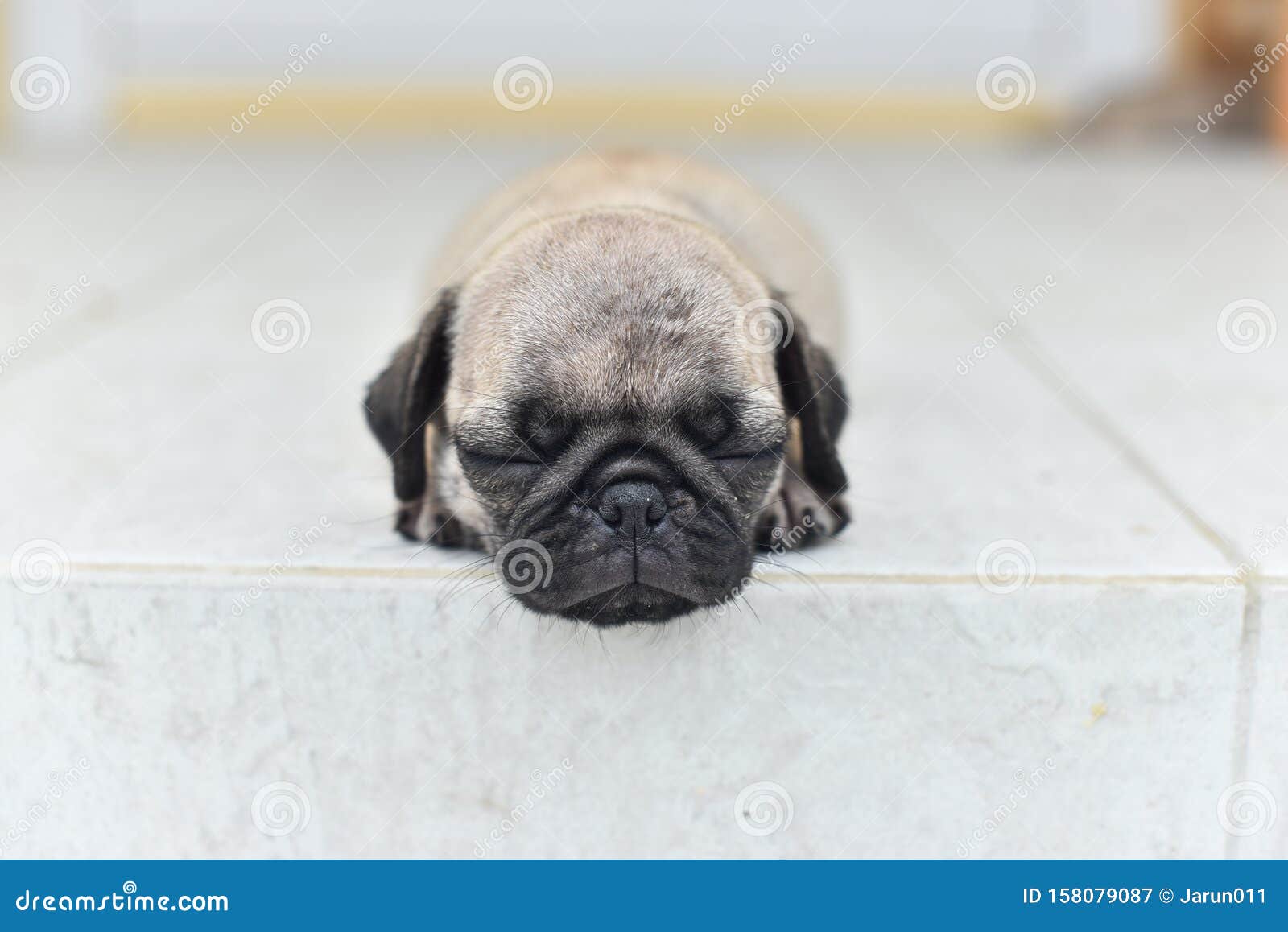 Sleeping puppy Pug stock image. Image of alone, happy - 158079087