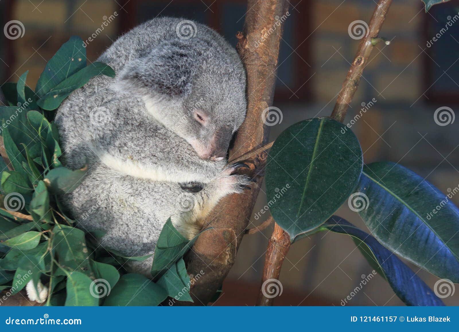 Queensland Koala Bear Sleeping In A Tree, Closeup Portrait Of A Koala ...