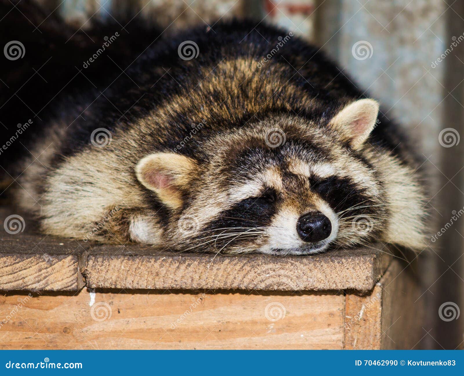 Sleeping raccoon close-up stock photo. Image of animals - 70462990