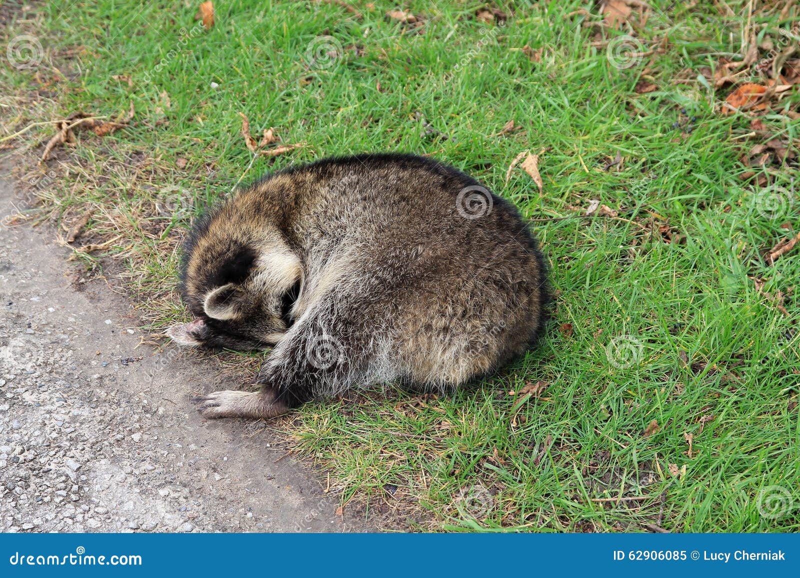Sleeping Raccoon stock image. Image of color, mammal - 62906085