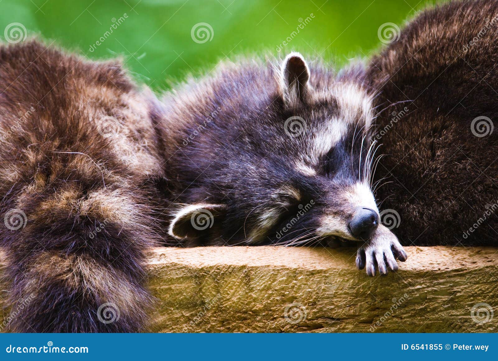 Sleeping racoon stock image. Image of raccoon, dreaming - 6541855