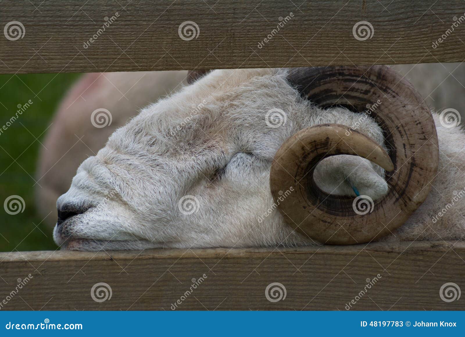 Sleeping ram stock image. Image of snoozing, show, calm - 48197783