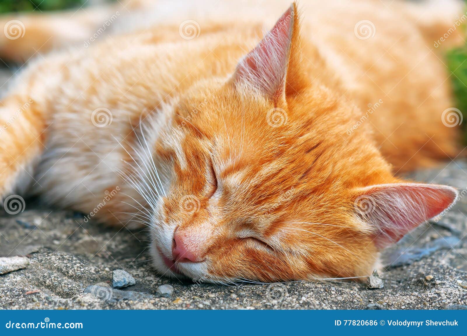 Sleeping red cat stock photo. Image of home, nice, yellow - 77820686