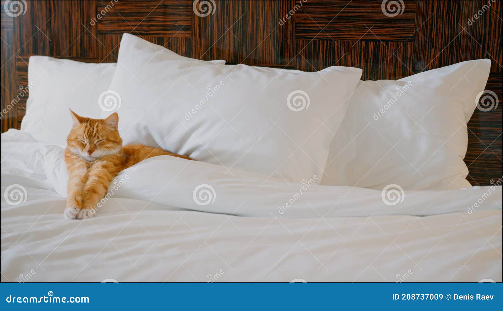 Sleeping red cat in a bed stock image. Image of beautiful - 208737009