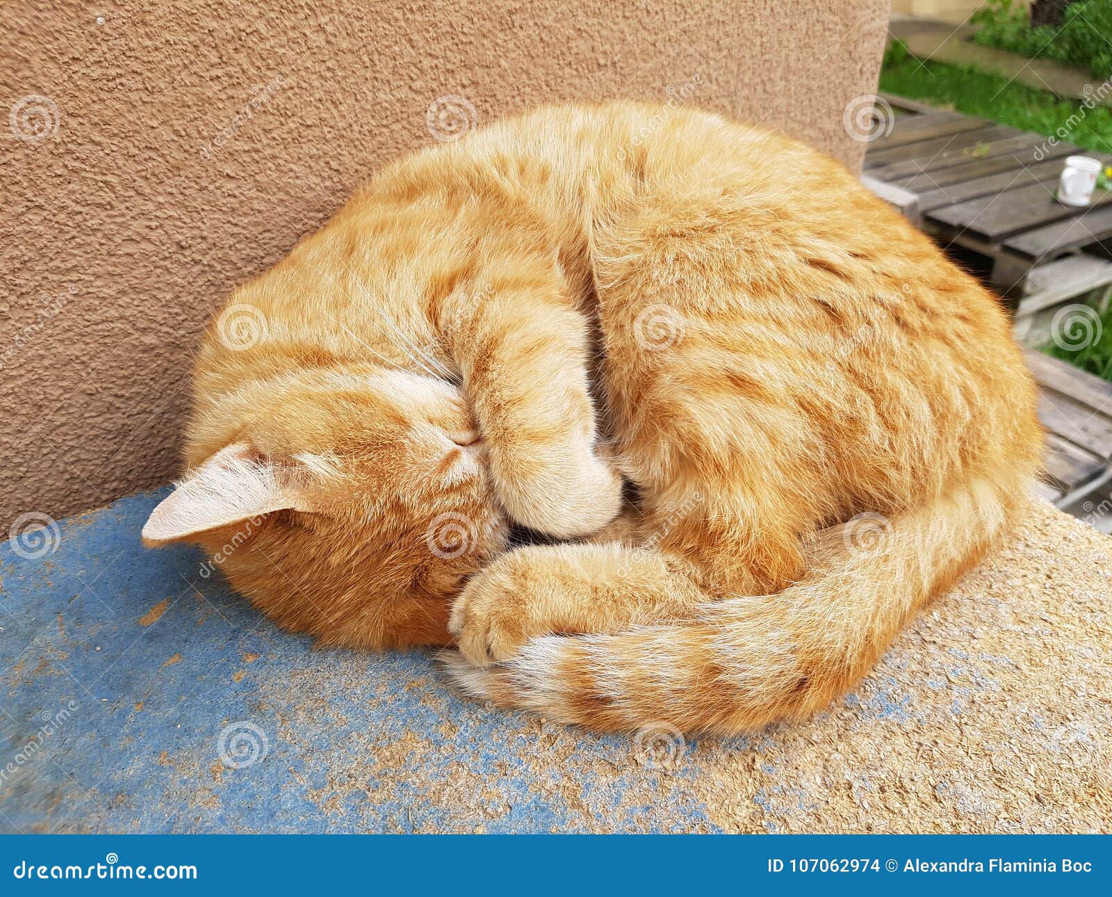 Sleeping red cat stock photo. Image of heat, domestic - 107062974
