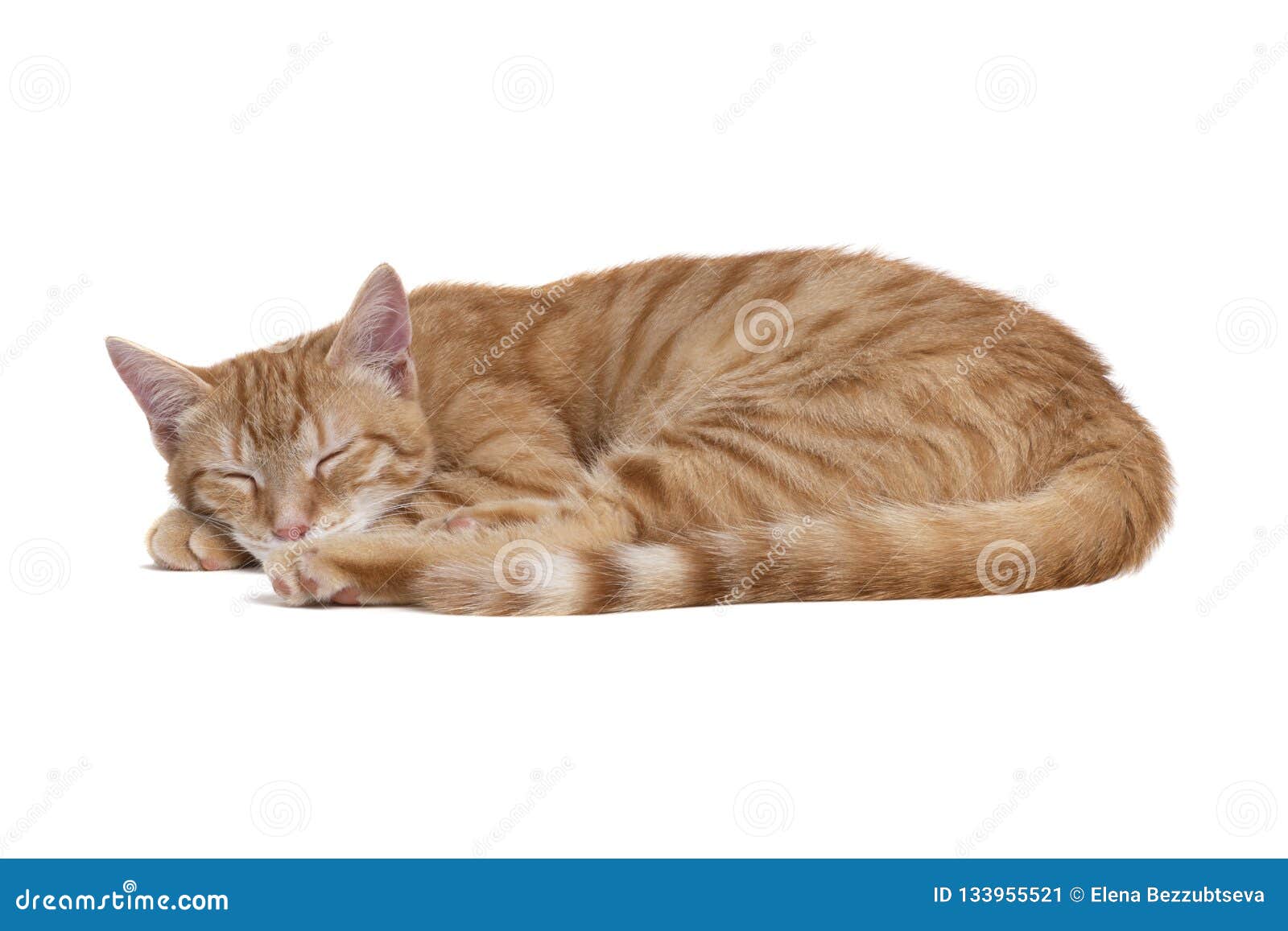 Sleeping Red Cat on White Background Stock Image - Image of happy ...