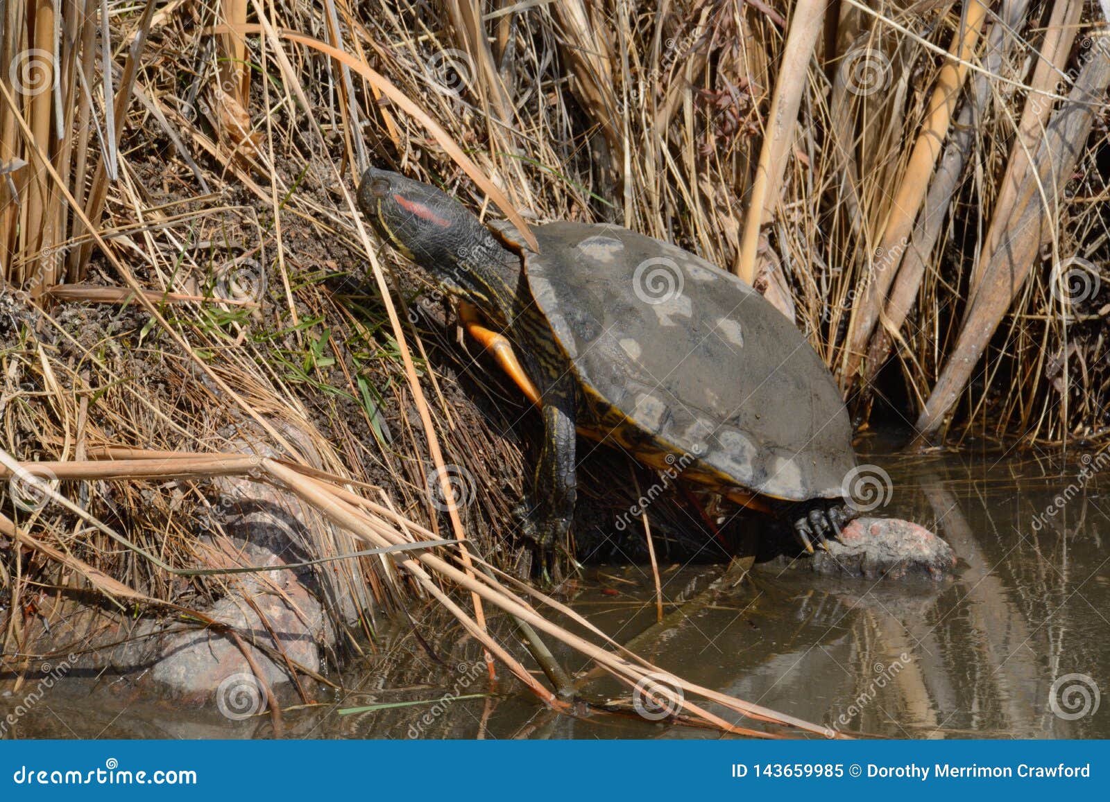 Sleeping Red-eared Slider Turtle Stock Image - Image of elegans, nature ...