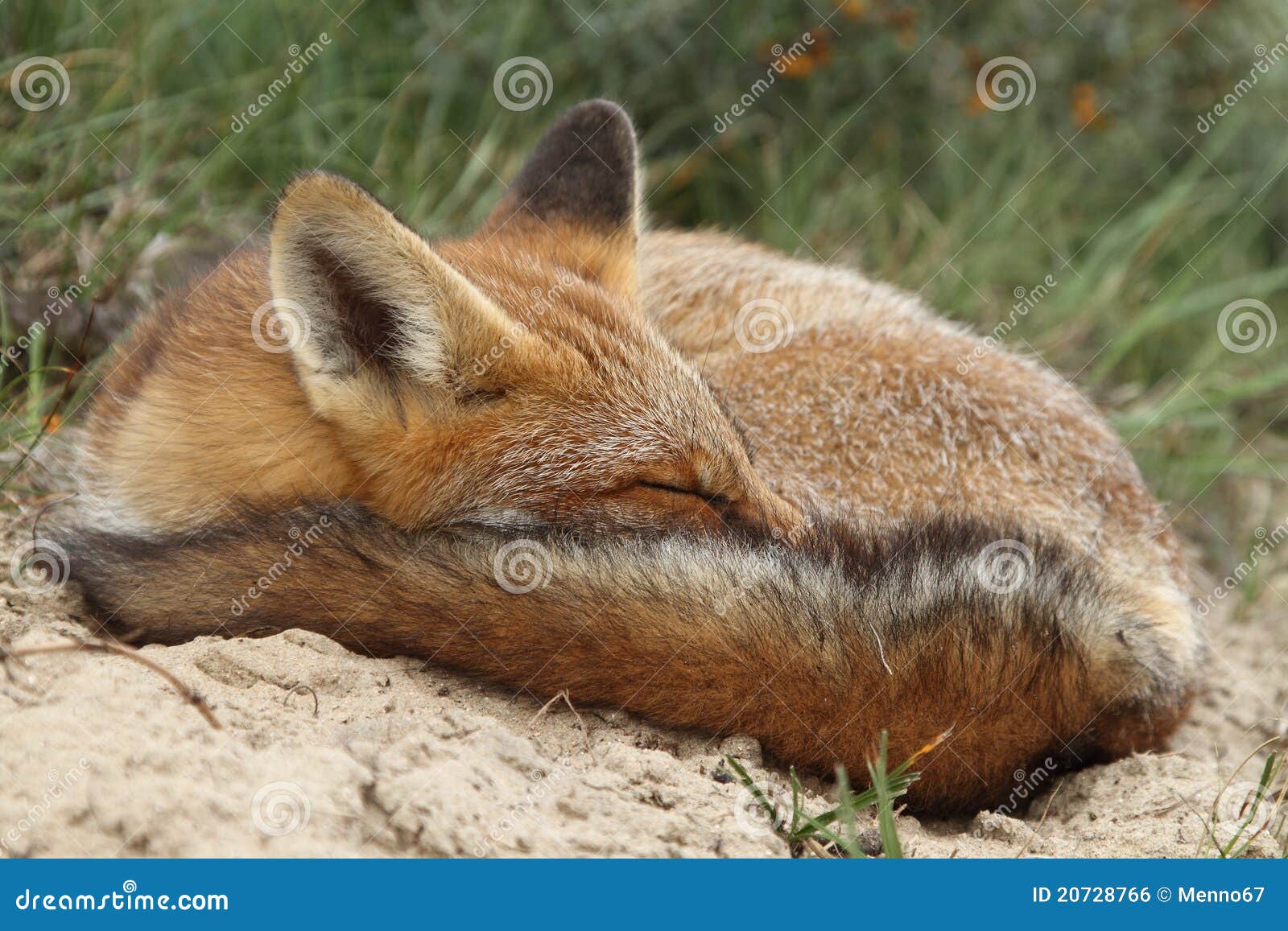 Sleeping red fox cub stock photo. Image of little, foxes - 20728766