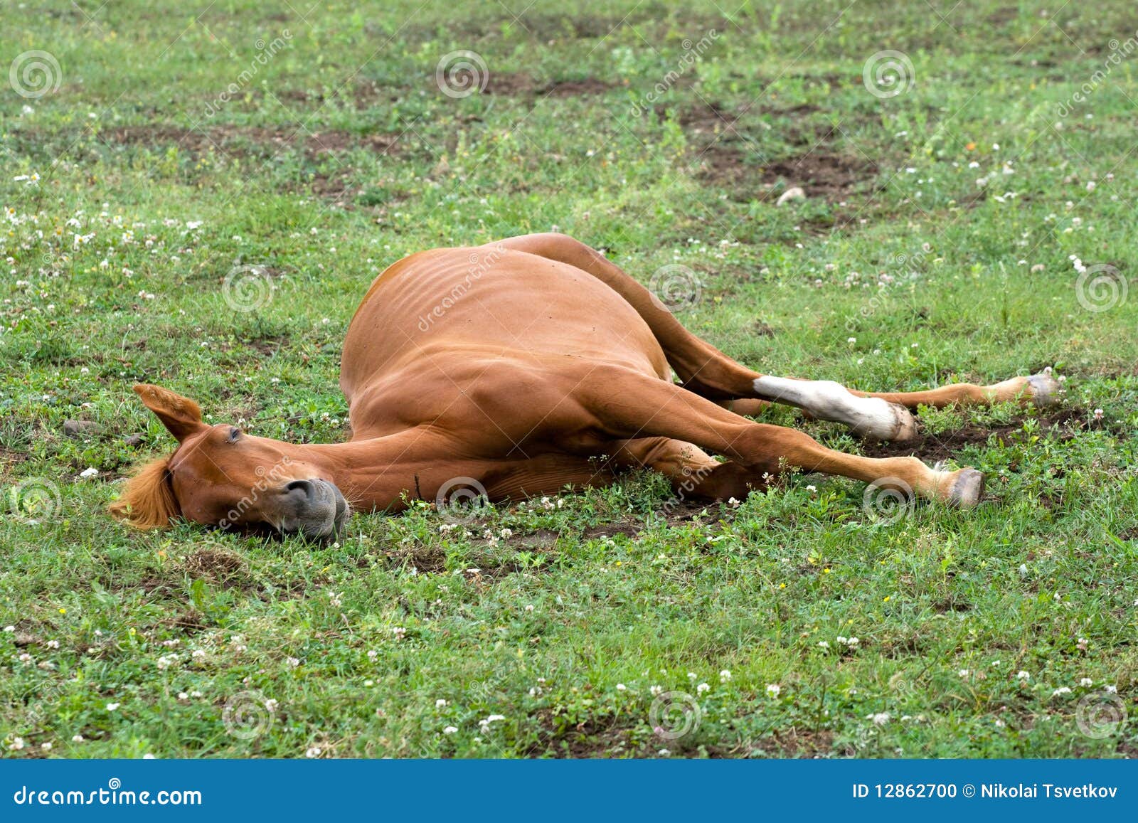 Sleeping Red Horse Stock Photo - Image: 12862700