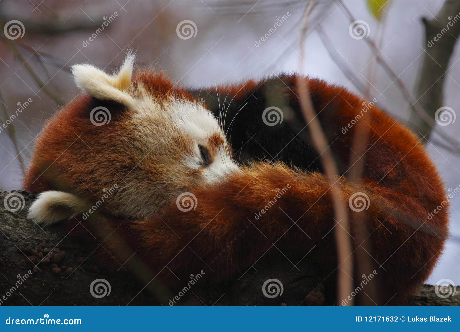 Sleeping red panda stock photo. Image of brown, ailurus - 12171632