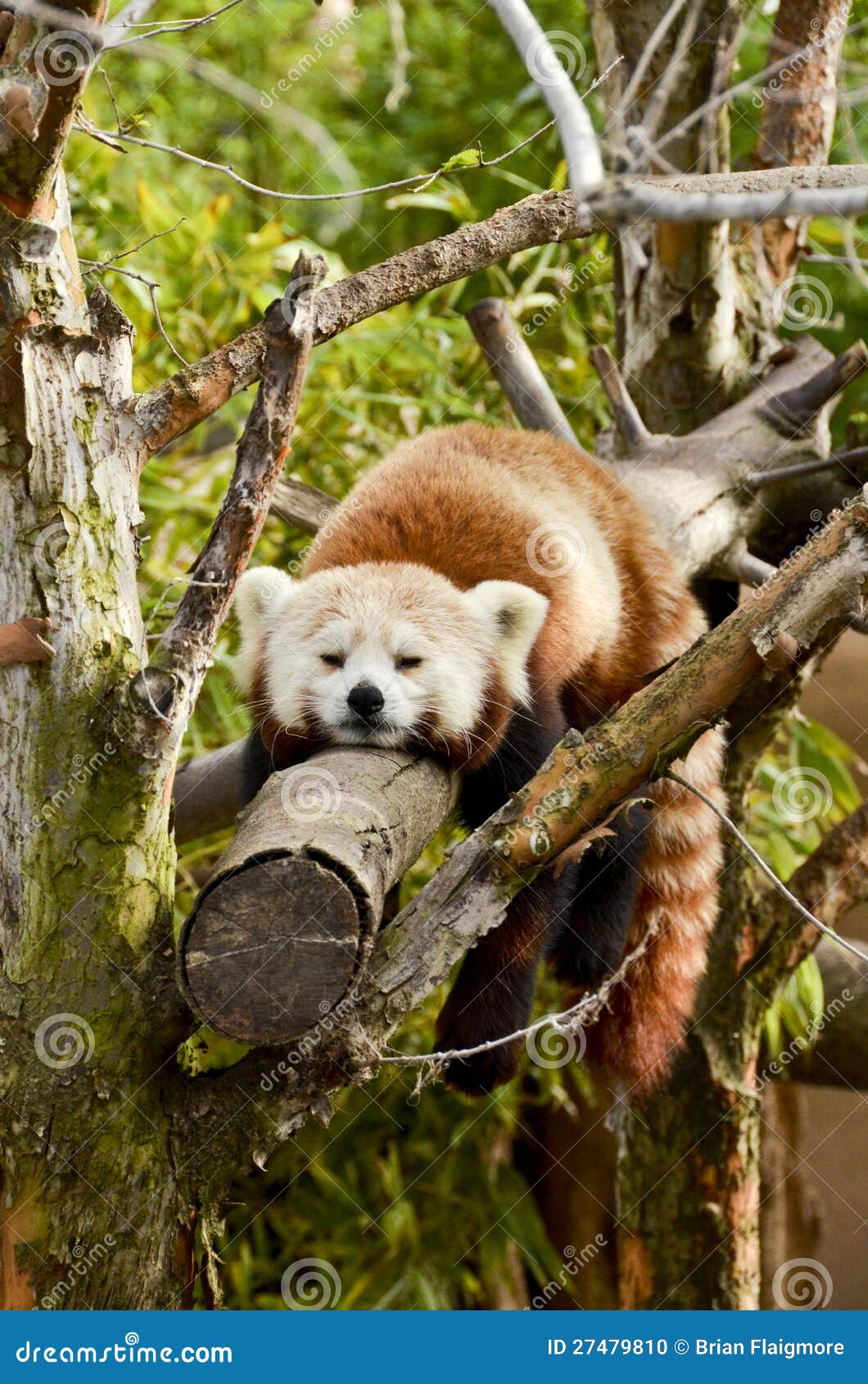 Sleeping Red Panda editorial image. Image of ailurus - 27479810
