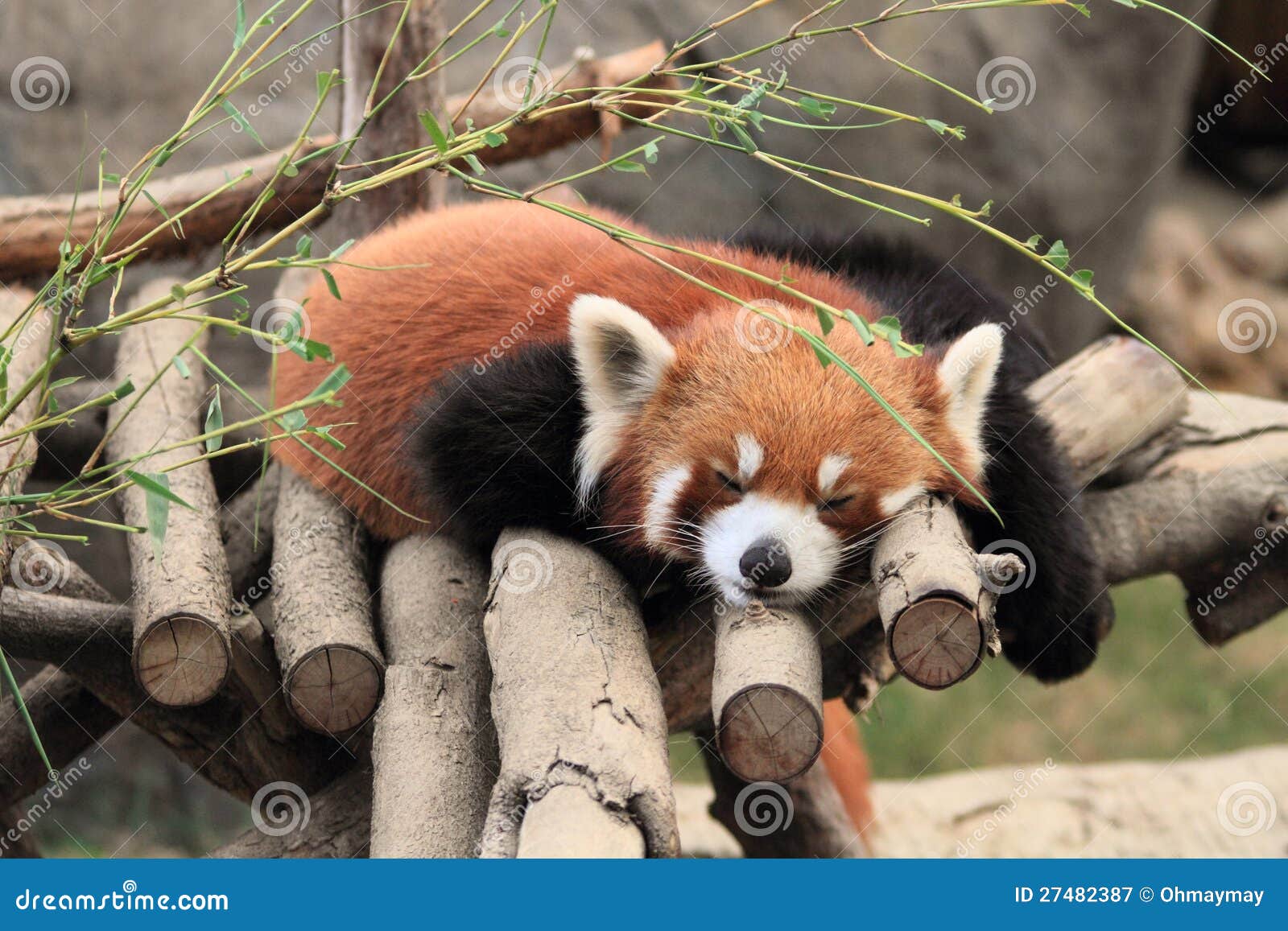 Sleeping red panda stock image. Image of mammal, lovely - 27482387