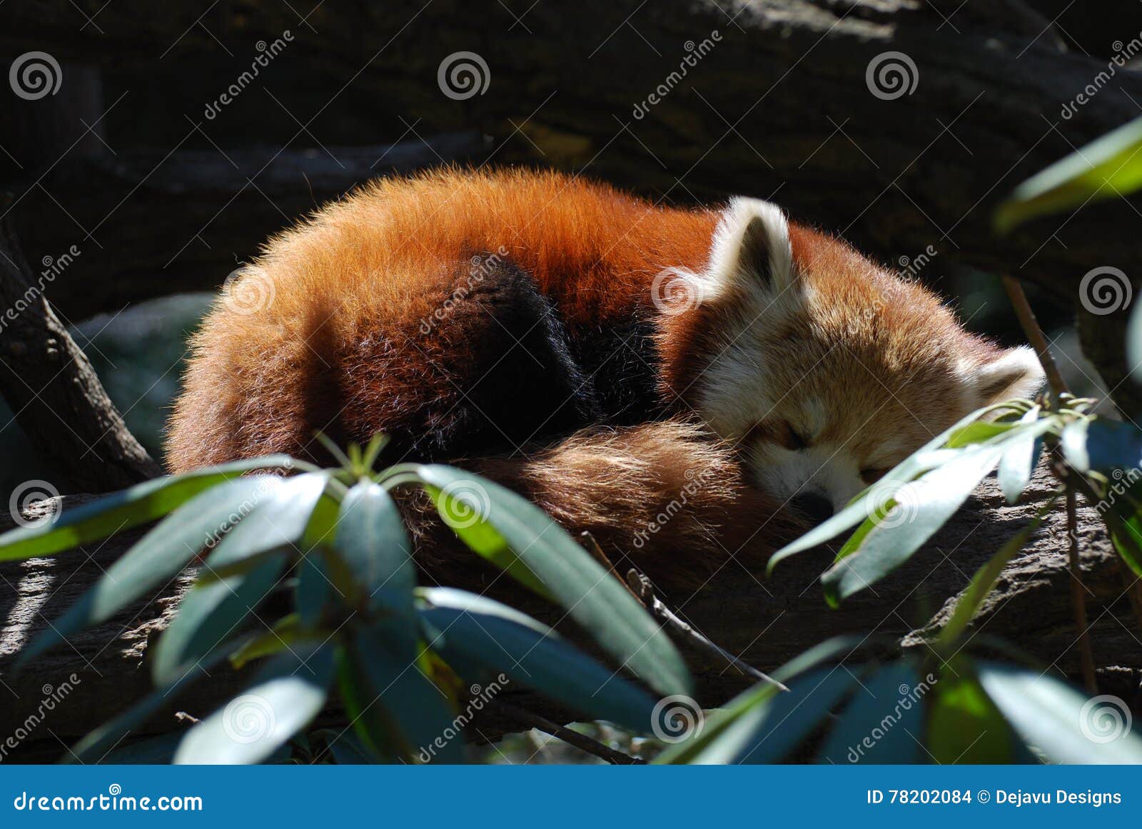 Sleeping Red Panda Bear stock photo. Image of wildlife - 78202084