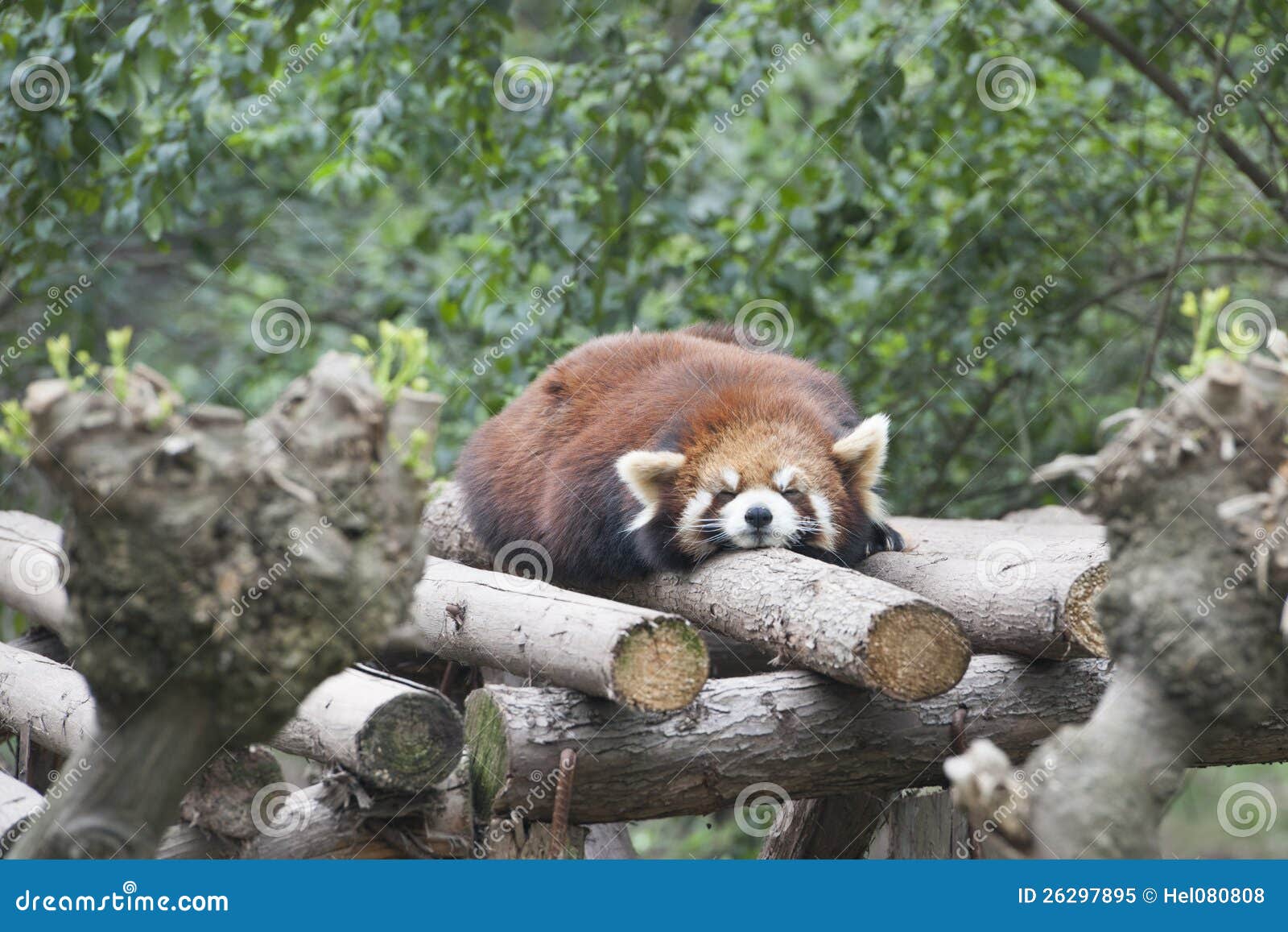 Sleeping Red Panda Lesser Panda in Breeding and Resarch Center Chengdu ...