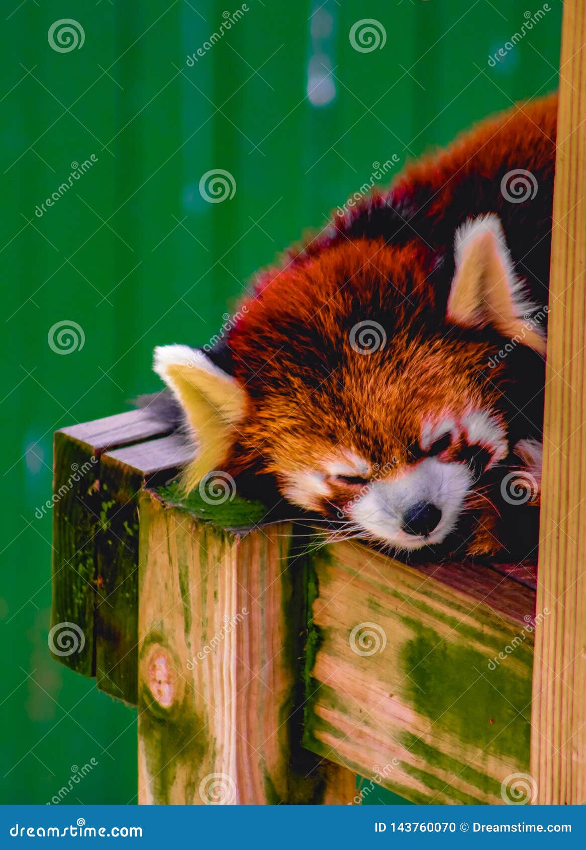 A sleeping red panda stock photo. Image of house, beauty - 143760070