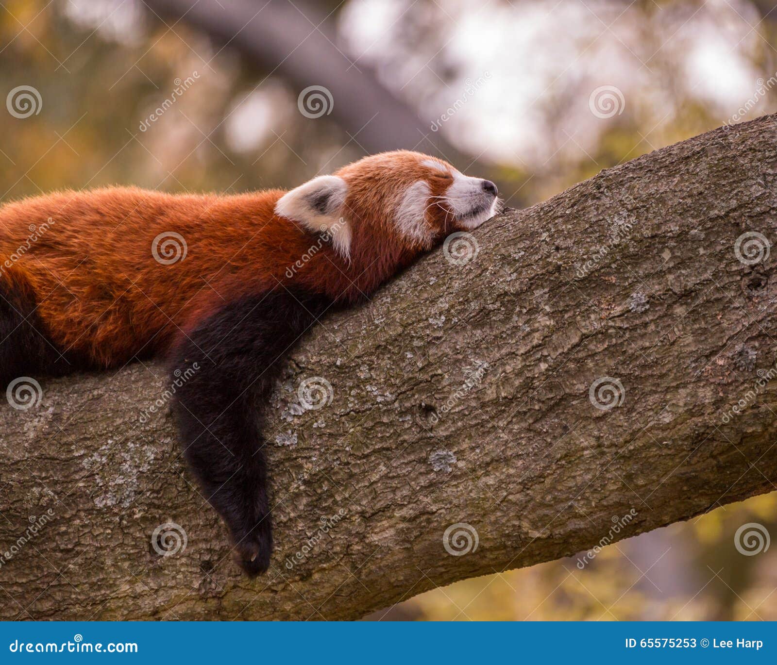 Sleeping red panda stock image. Image of sleeping, white - 65575253