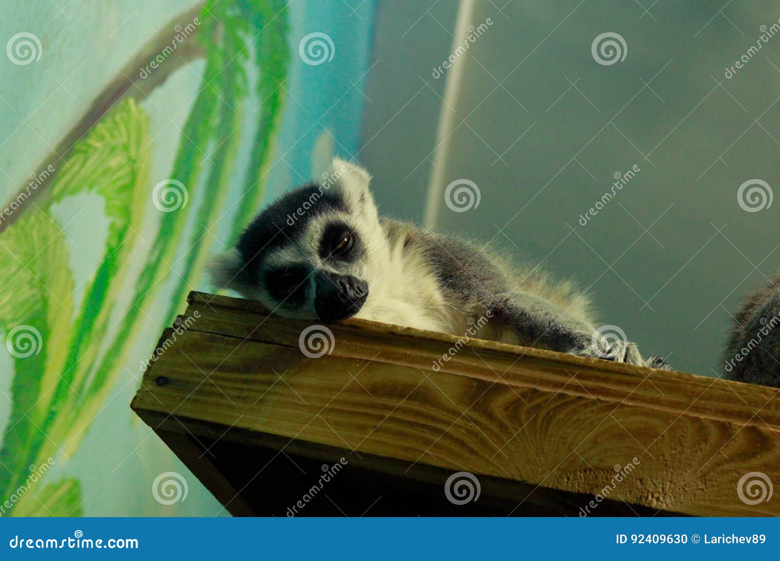 Sleeping ring-tailed Lemur stock photo. Image of closeup - 92409630