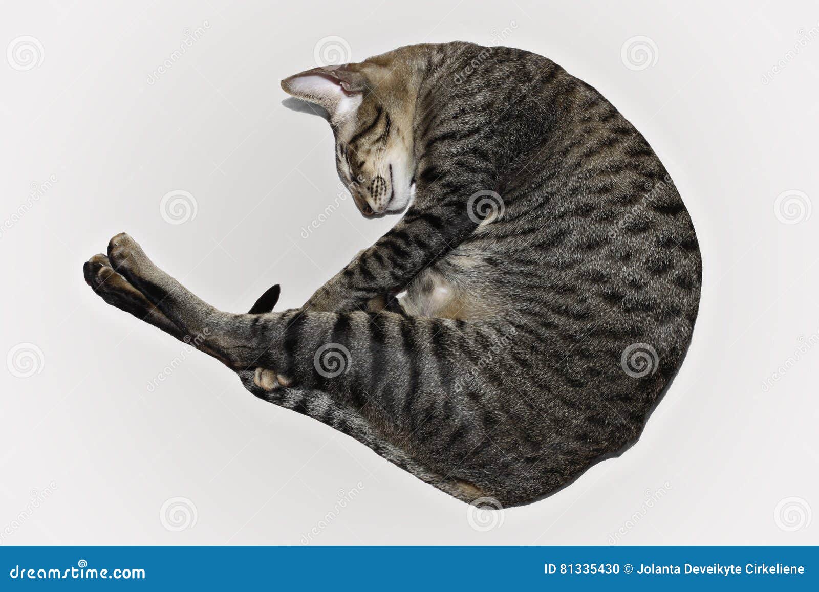 Sleeping rolled cat stock photo. Image of oriental, tabby - 81335430