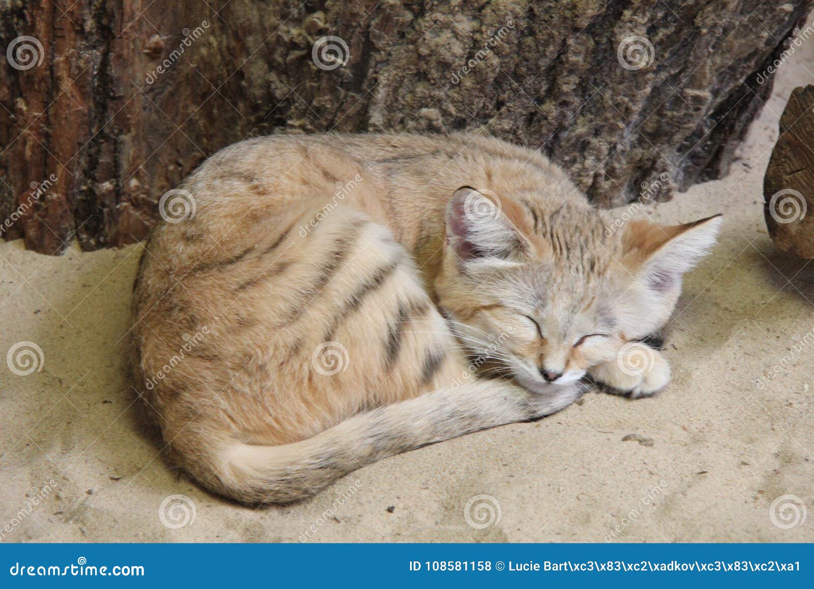 Sleeping sand cat stock photo. Image of zooanimals, relax - 108581158