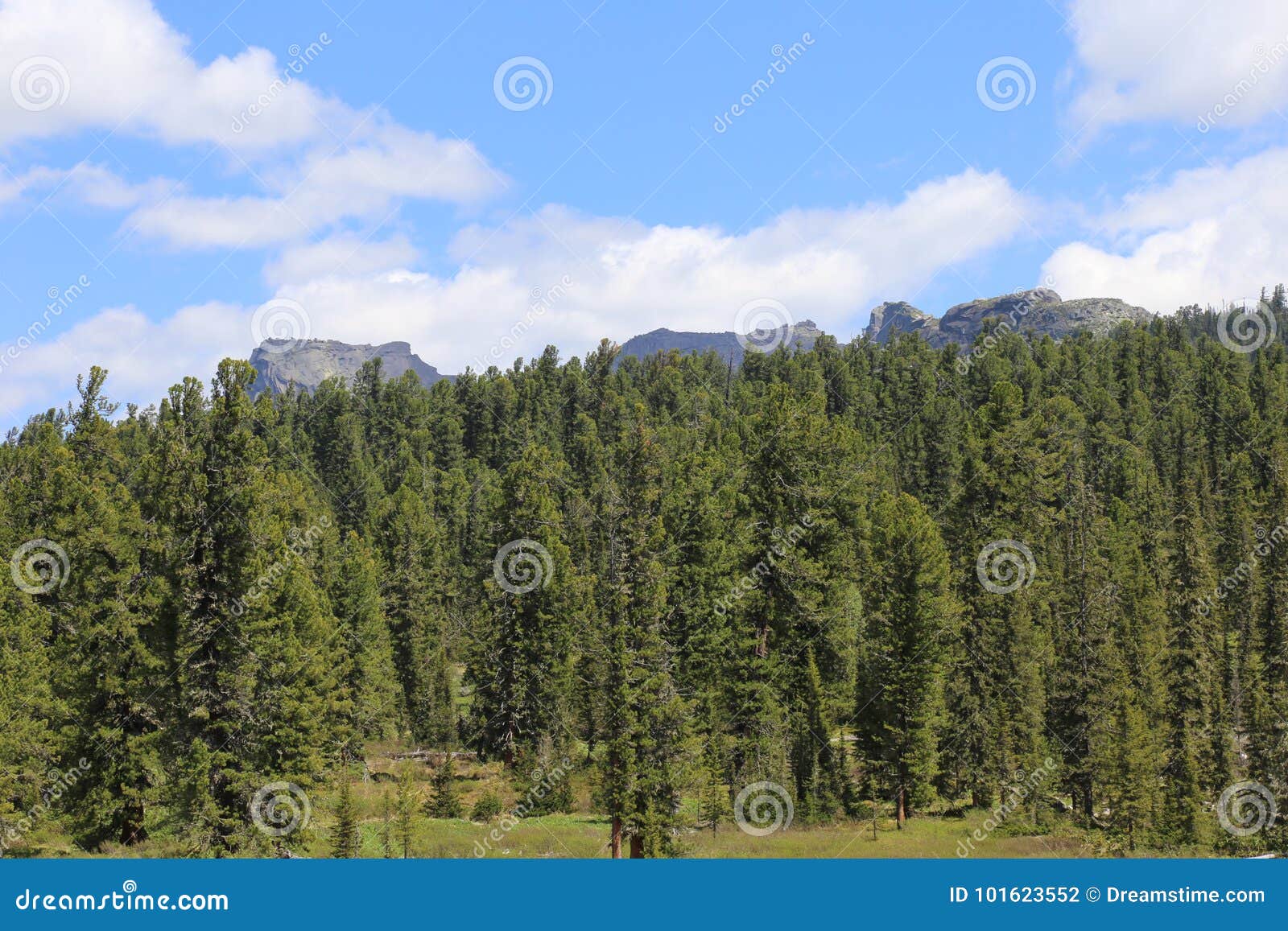 Sleeping Sayan stock photo. Image of sleeping, spring - 101623552