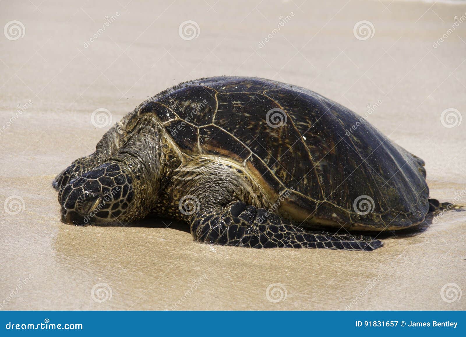 Sleeping Sea Turtle stock image. Image of marine, bentley - 91831657