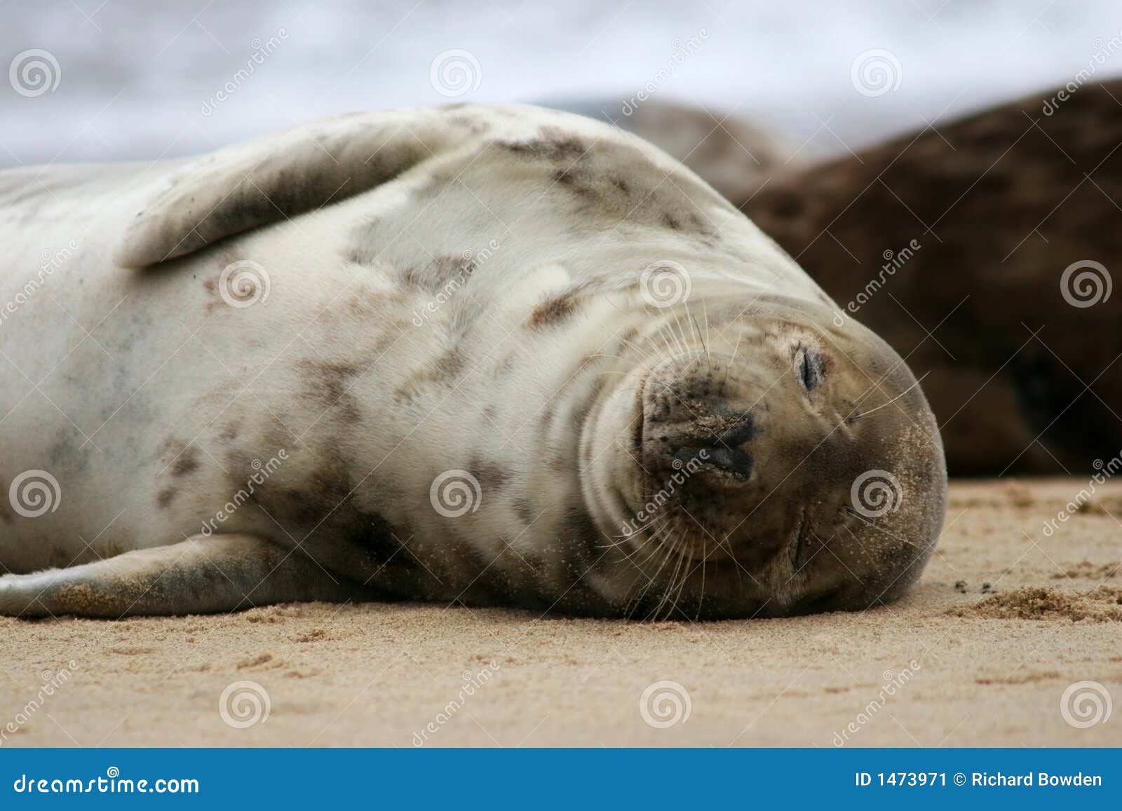 Sleeping Seal stock image. Image of sand, nofolk, seal - 1473971