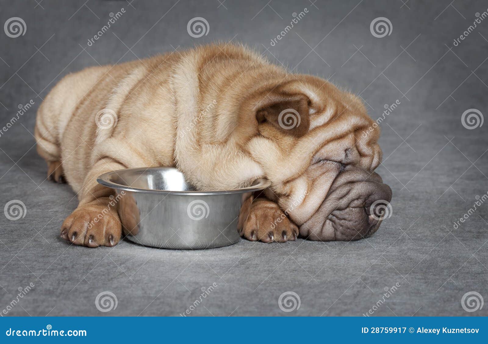 Sleeping Sharpei Puppy stock image. Image of portrait - 28759917
