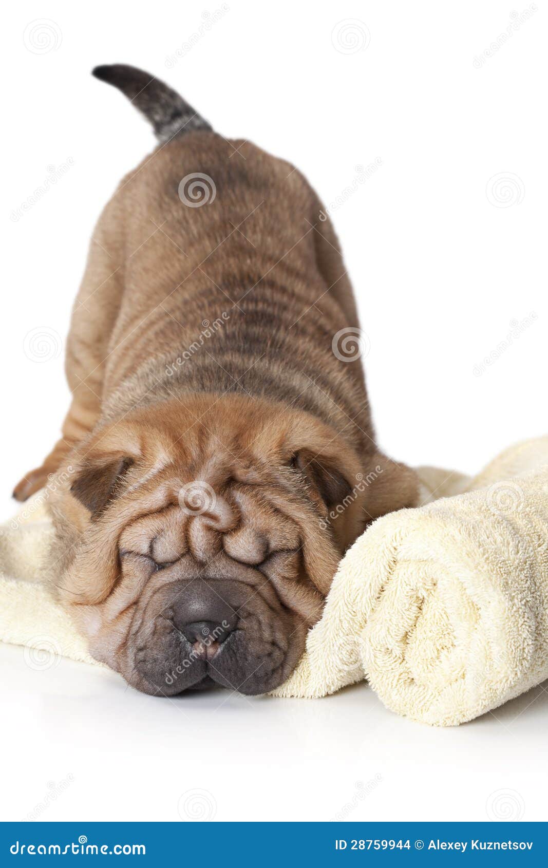 Sleeping Sharpei Puppy stock photo. Image of canine, resting - 28759944