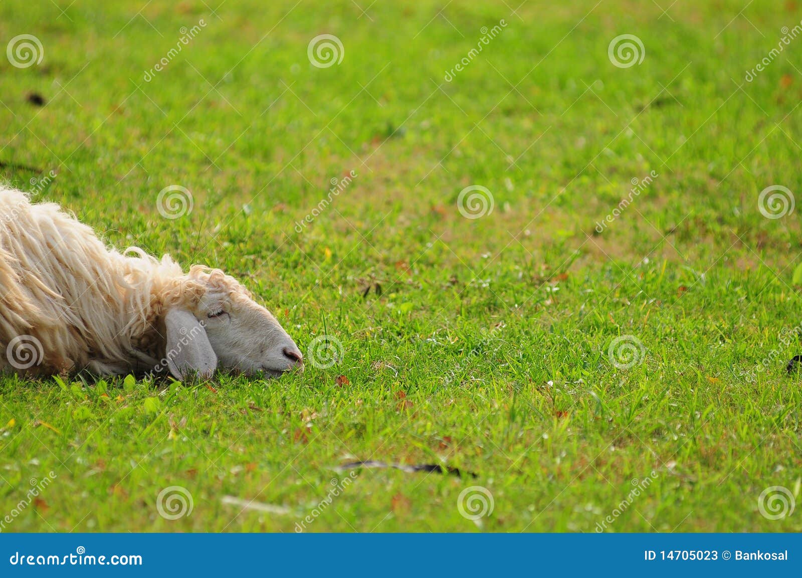 Sleeping sheep stock image. Image of comfortable, chillout - 14705023