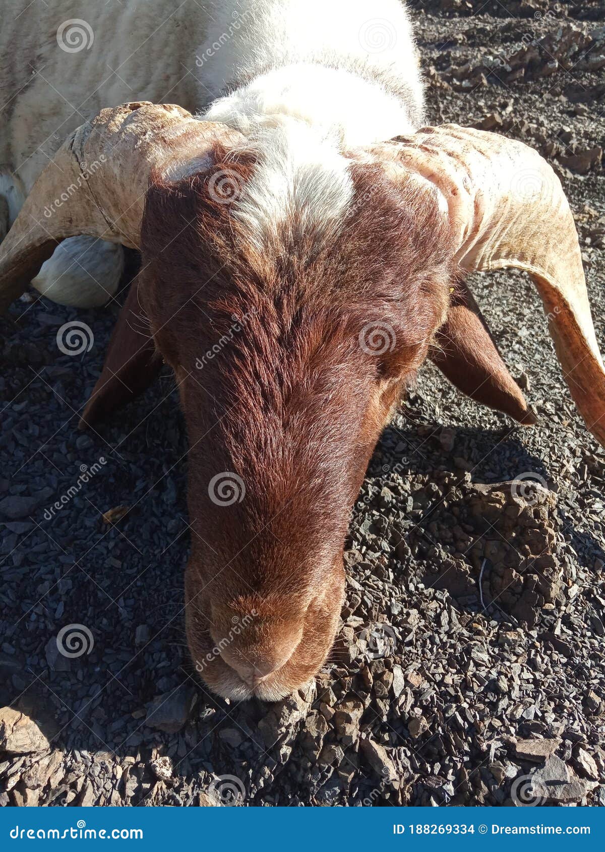 Sleeping sheep stock photo. Image of grazing, head, bovine - 188269334