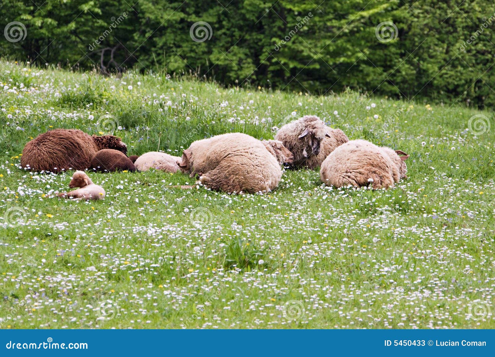 Sleeping sheep stock image. Image of mammal, resting, herd - 5450433