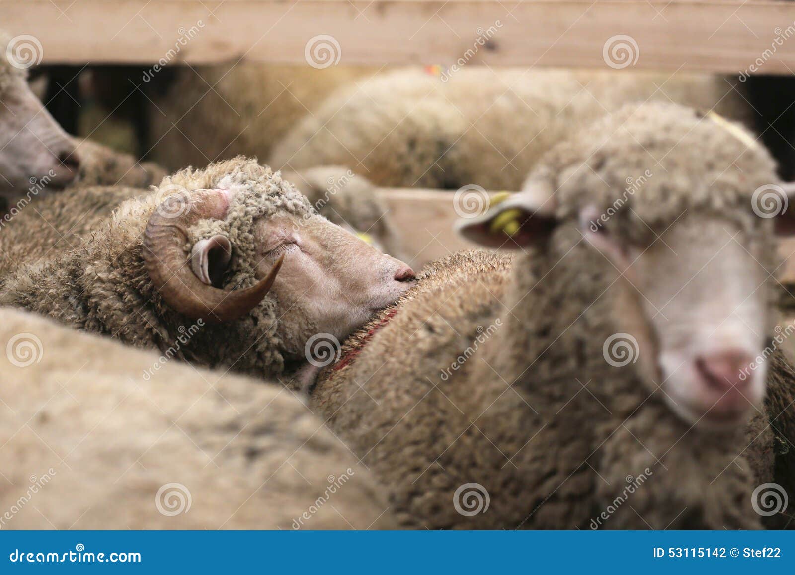Sleeping sheep stock photo. Image of farming, horns, cage - 53115142