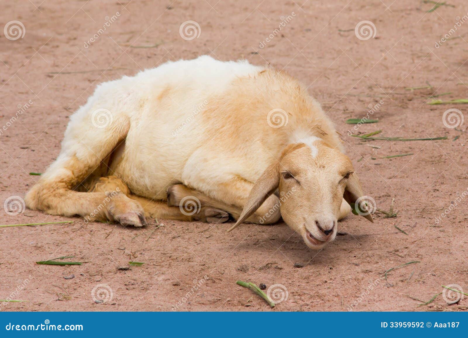A Sleeping Sheep in a Local Farm Stock Photo - Image of pasture, nature ...