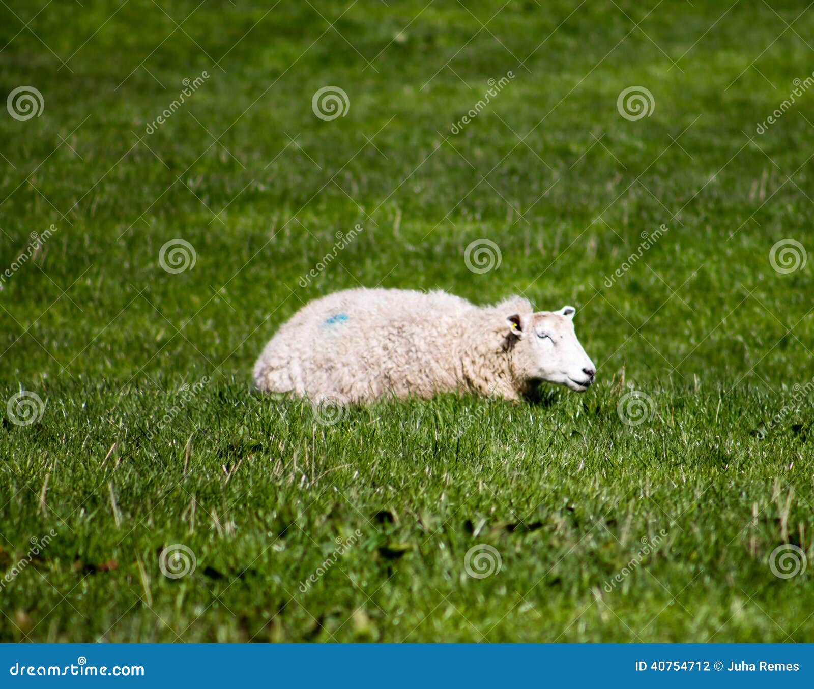 Sleeping Sheep stock photo. Image of life, outdoor, tree - 40754712
