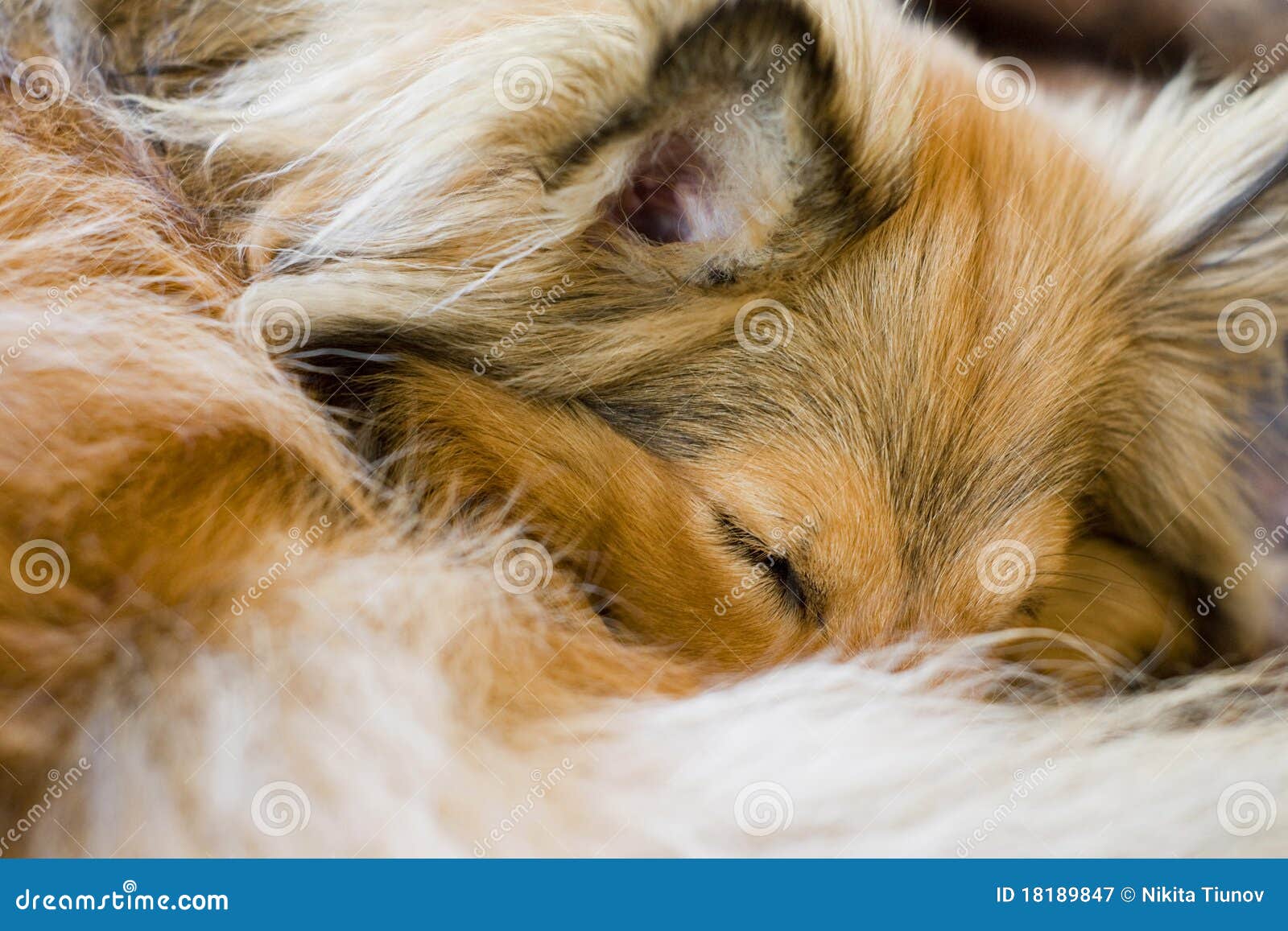 Sleeping sheltie stock image. Image of couch, lying, relaxation - 18189847