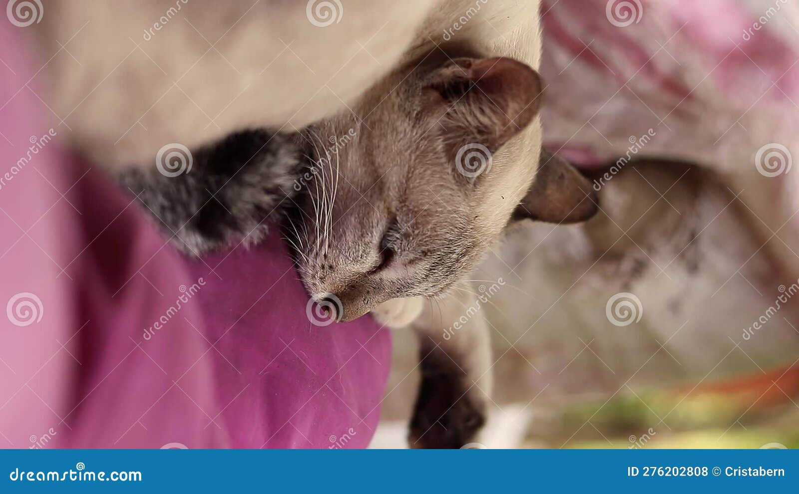 A Sleeping Siamese Pet Cat Taking an Afternoon Nap Stock Footage ...