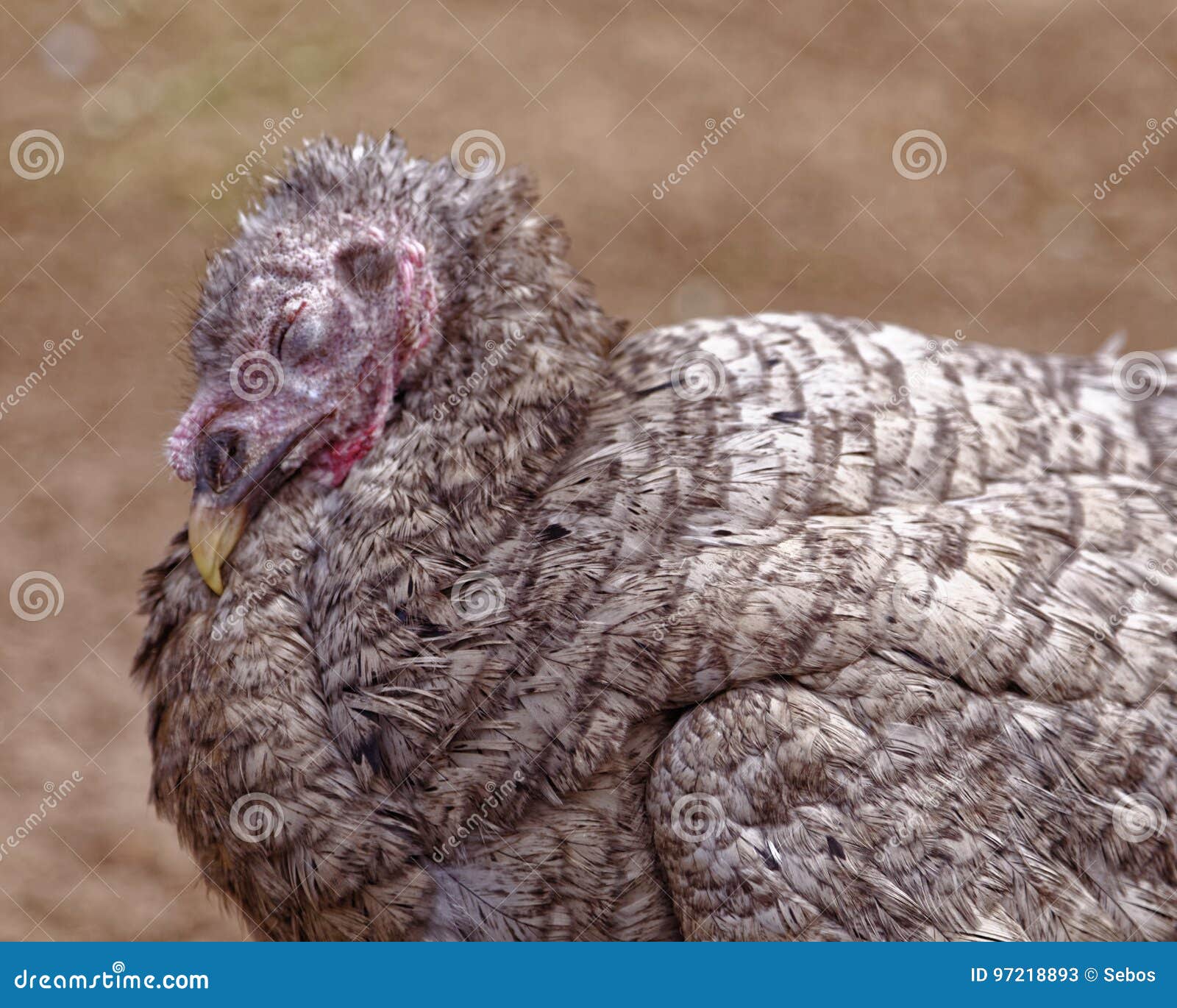 Sleeping Sick Turkey in the Outdoor Bird Yard Stock Image - Image of ...
