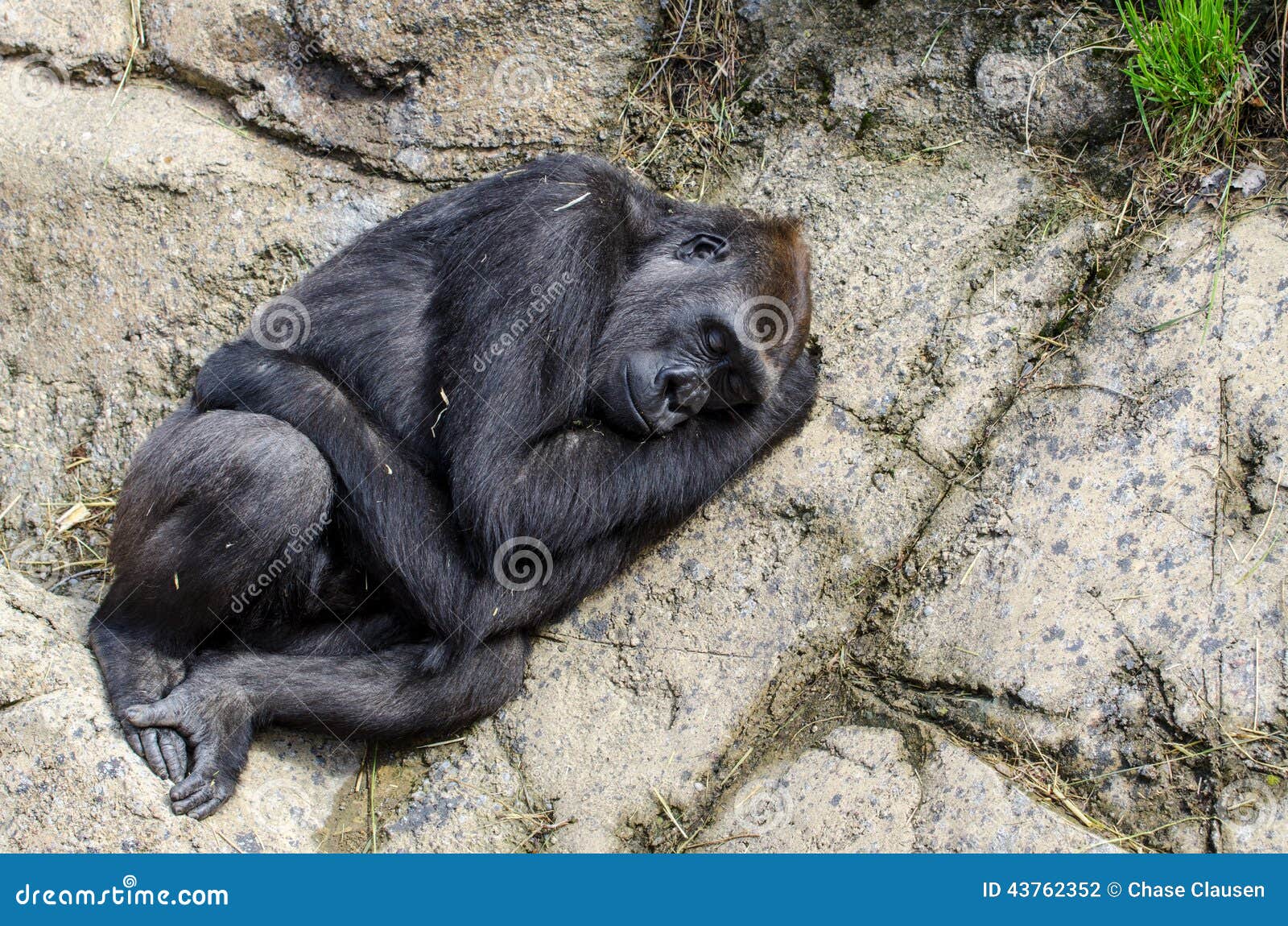 Sleeping Silverback Gorilla Stock Photo - Image of cute, eyes: 43762352